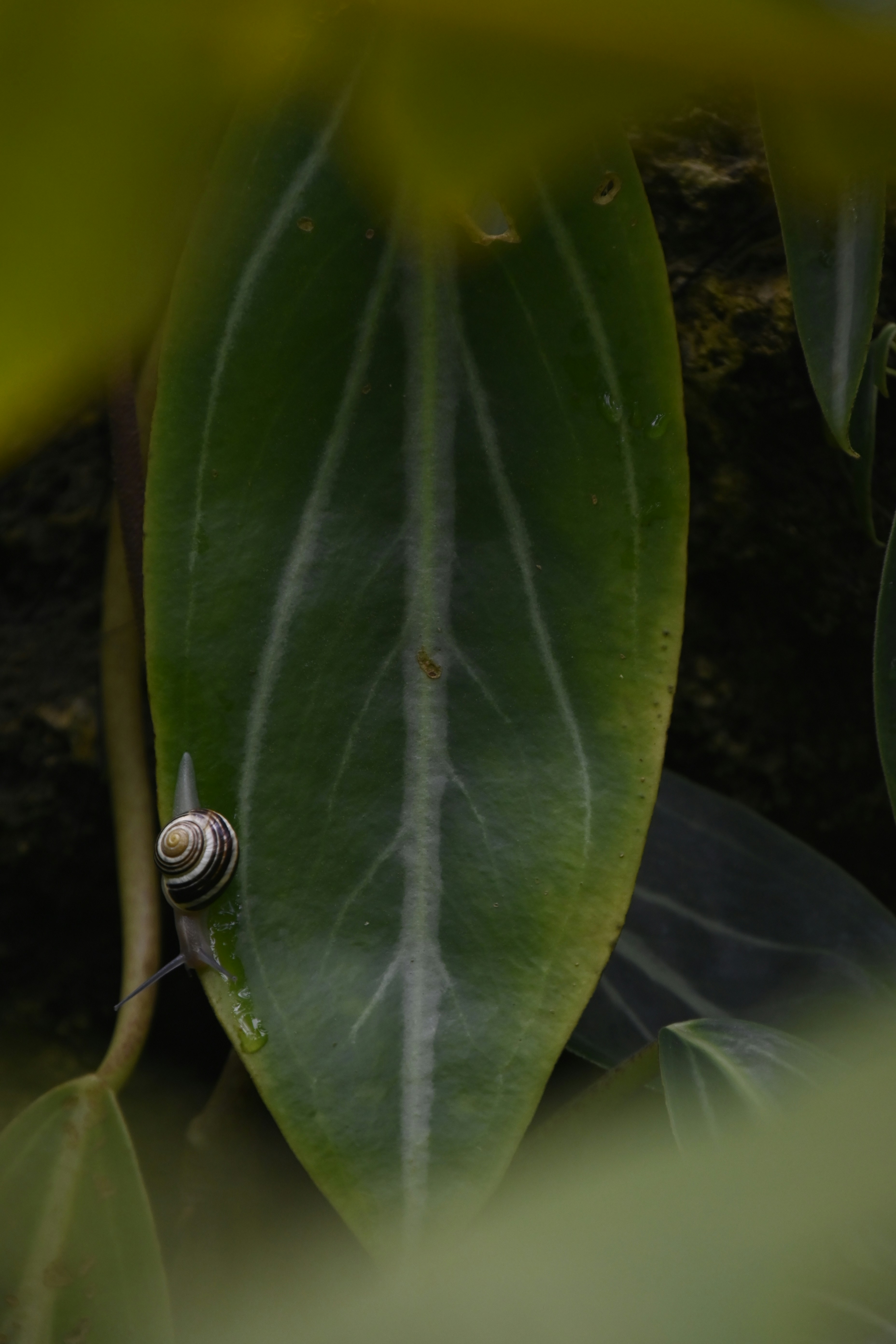 Small snail on a large leaf