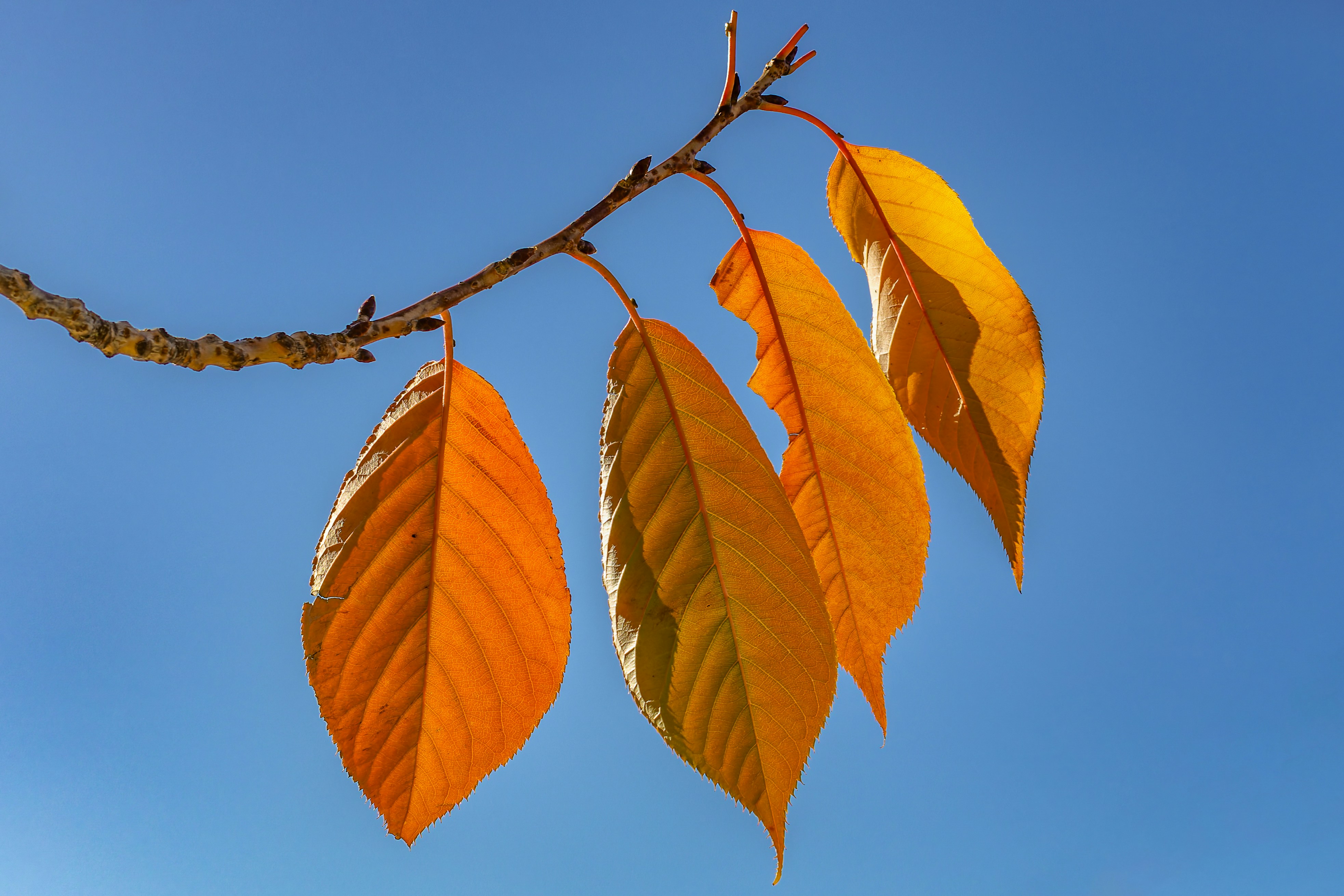 Amber Veins Against a Cerulean Sky: Autumn Leaves on a Slim Branch