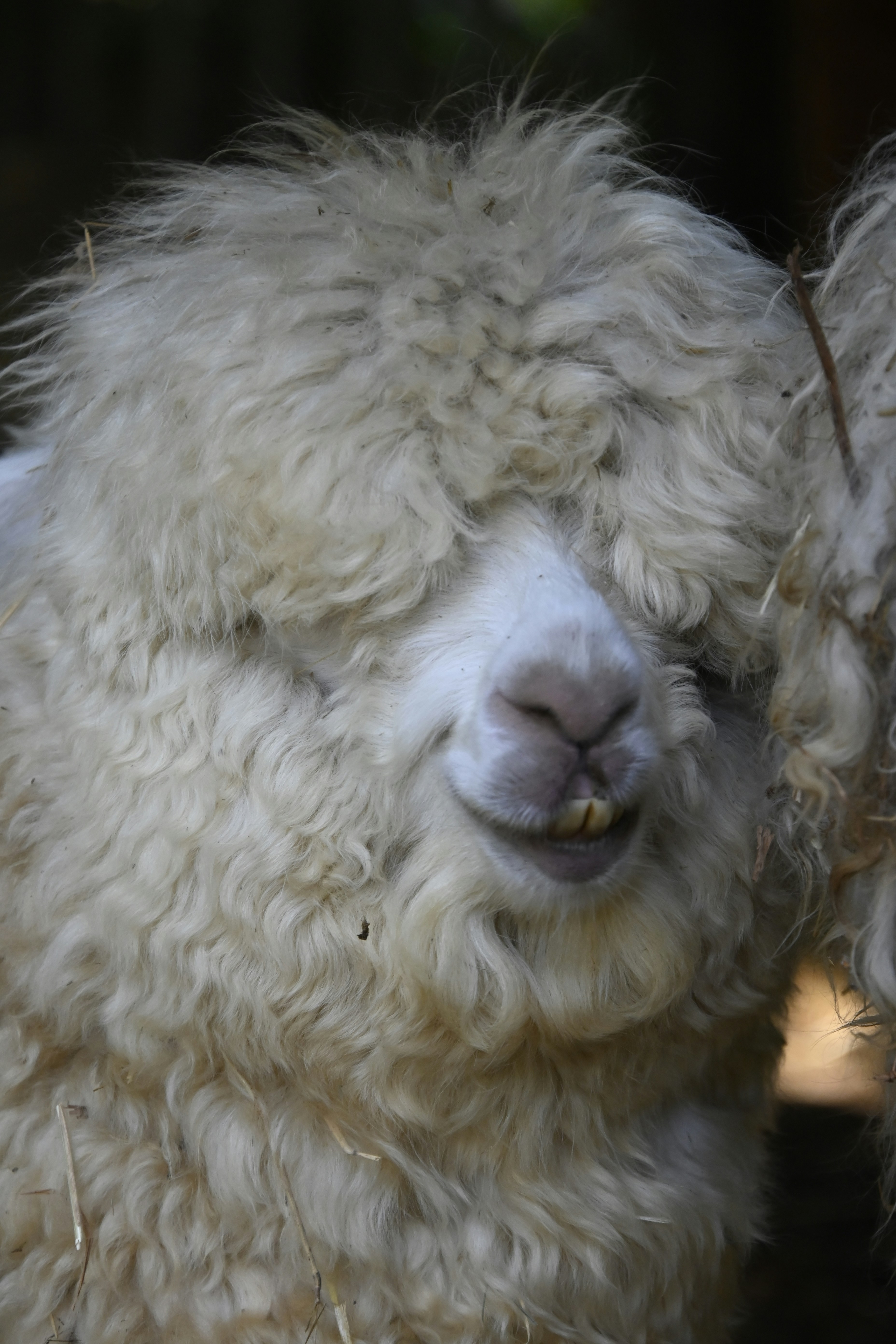 A close up of a sheep with a blurry background photo – Free Alpaca ...