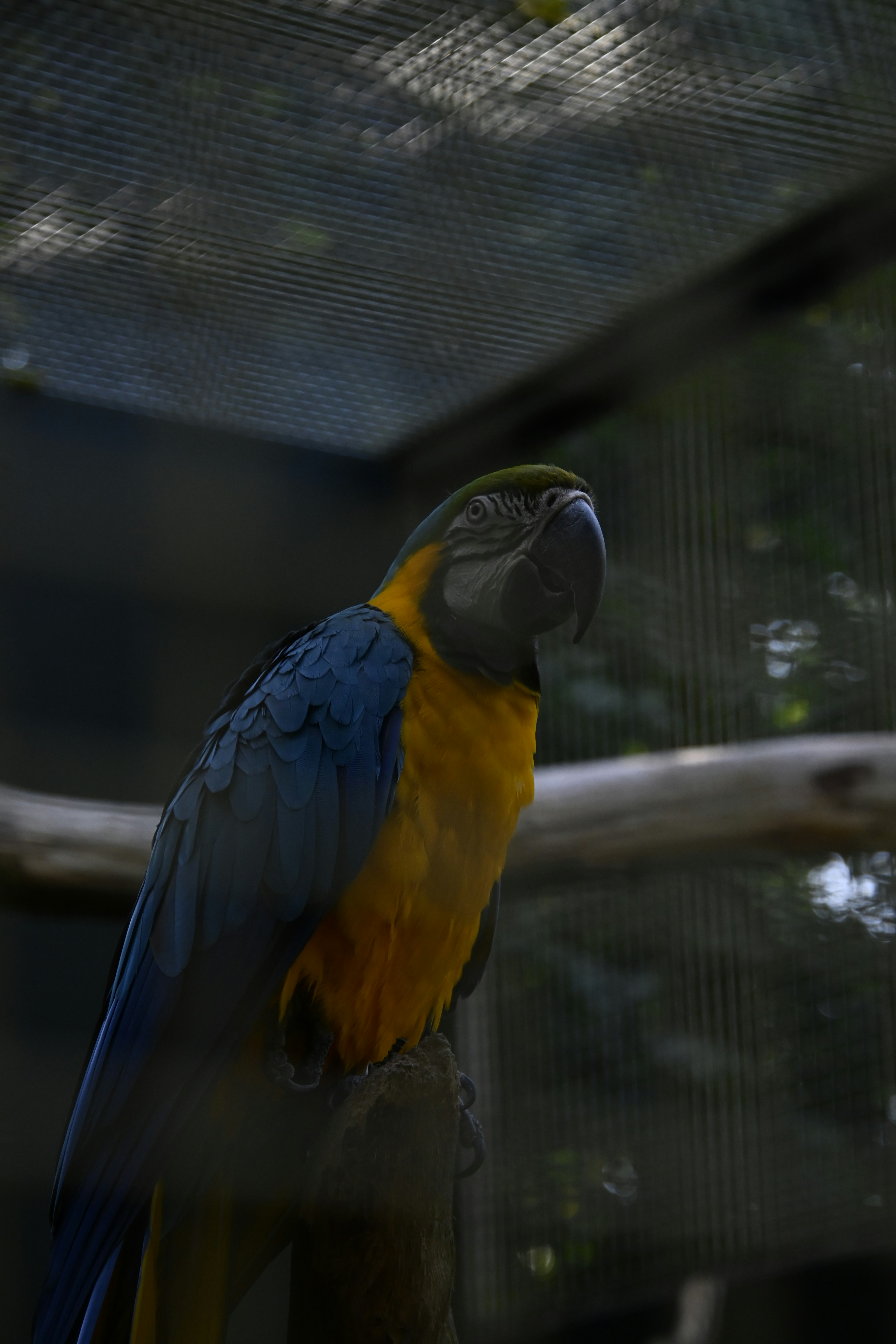 Behind the Cage: A Blue-and-Gold Macaw in Quiet Light