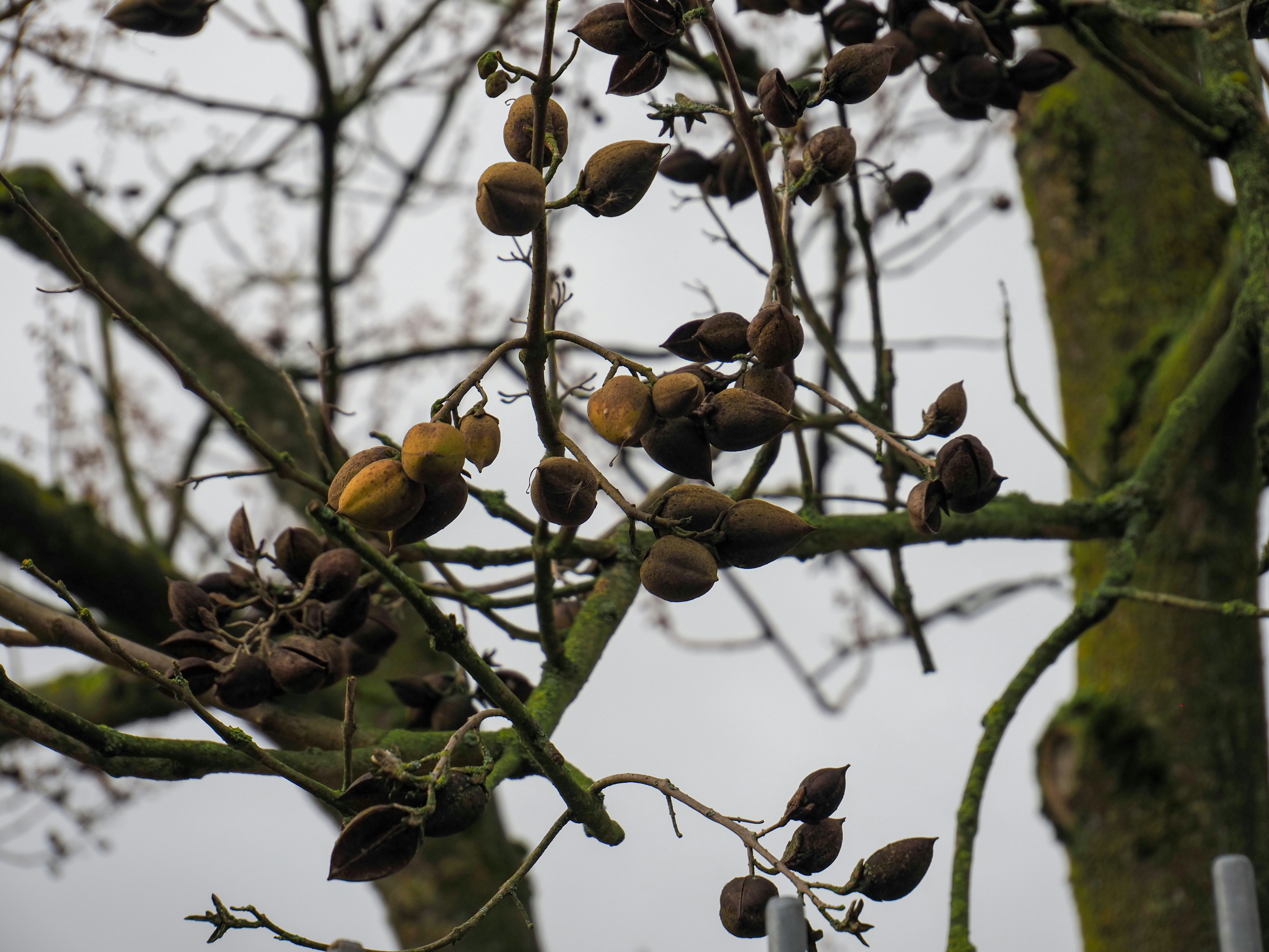 A bunch of nuts are growing on a tree photo – Free Plant Image on Unsplash
