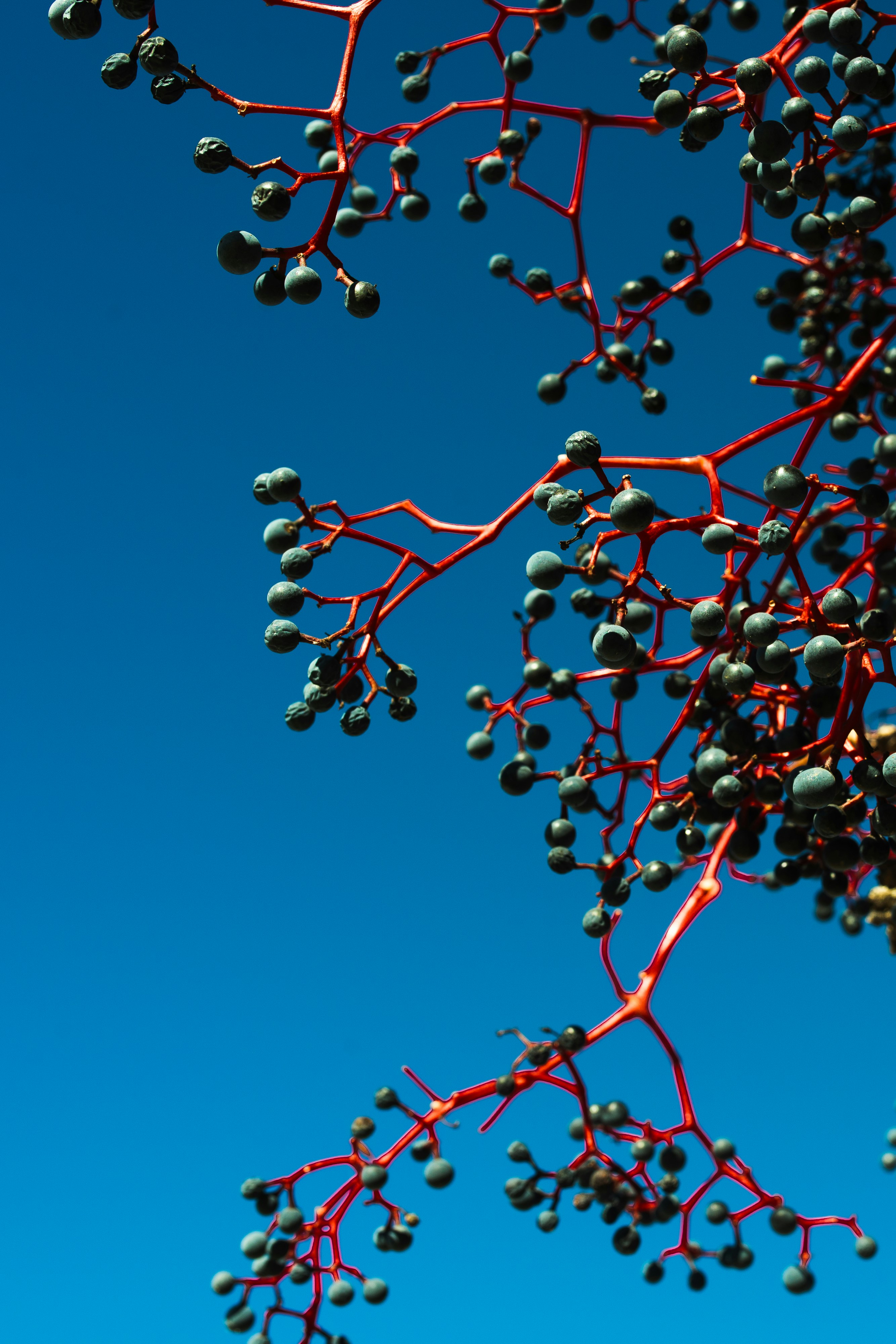 Photo by Stephanie Wubben with Nikon D600