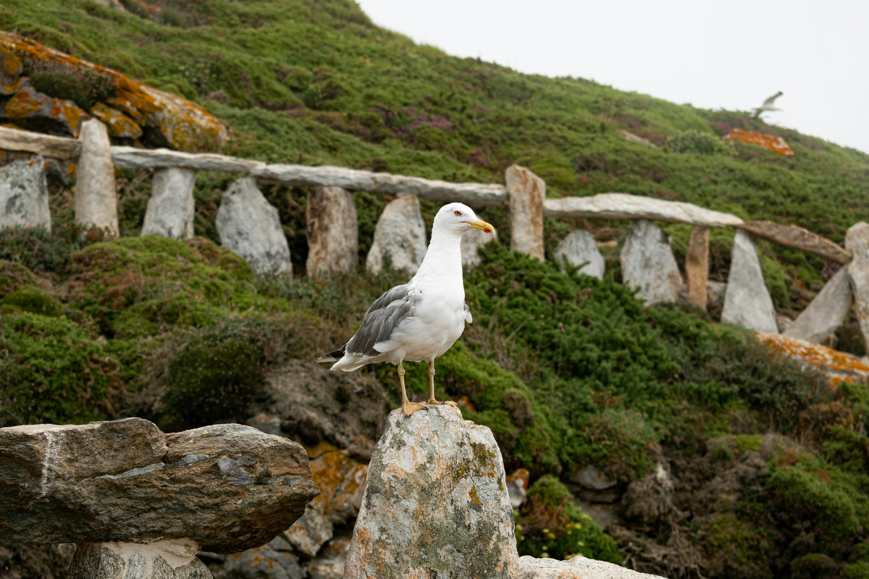 Perched Sentinel: A Seagull Amid Weathered Rocks and Coastal Stone Fence