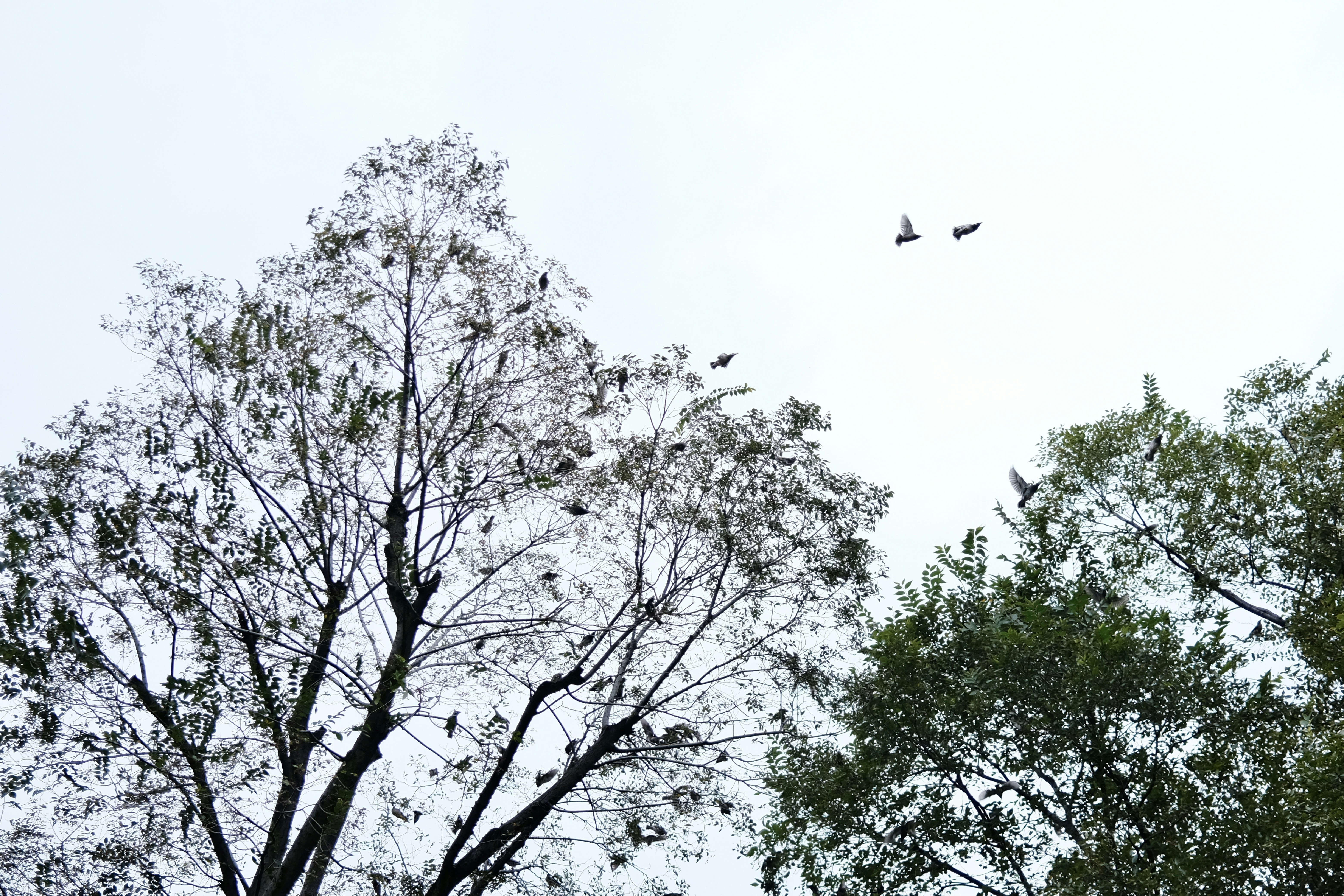 Whispers of a flock over a bare-branched skyline