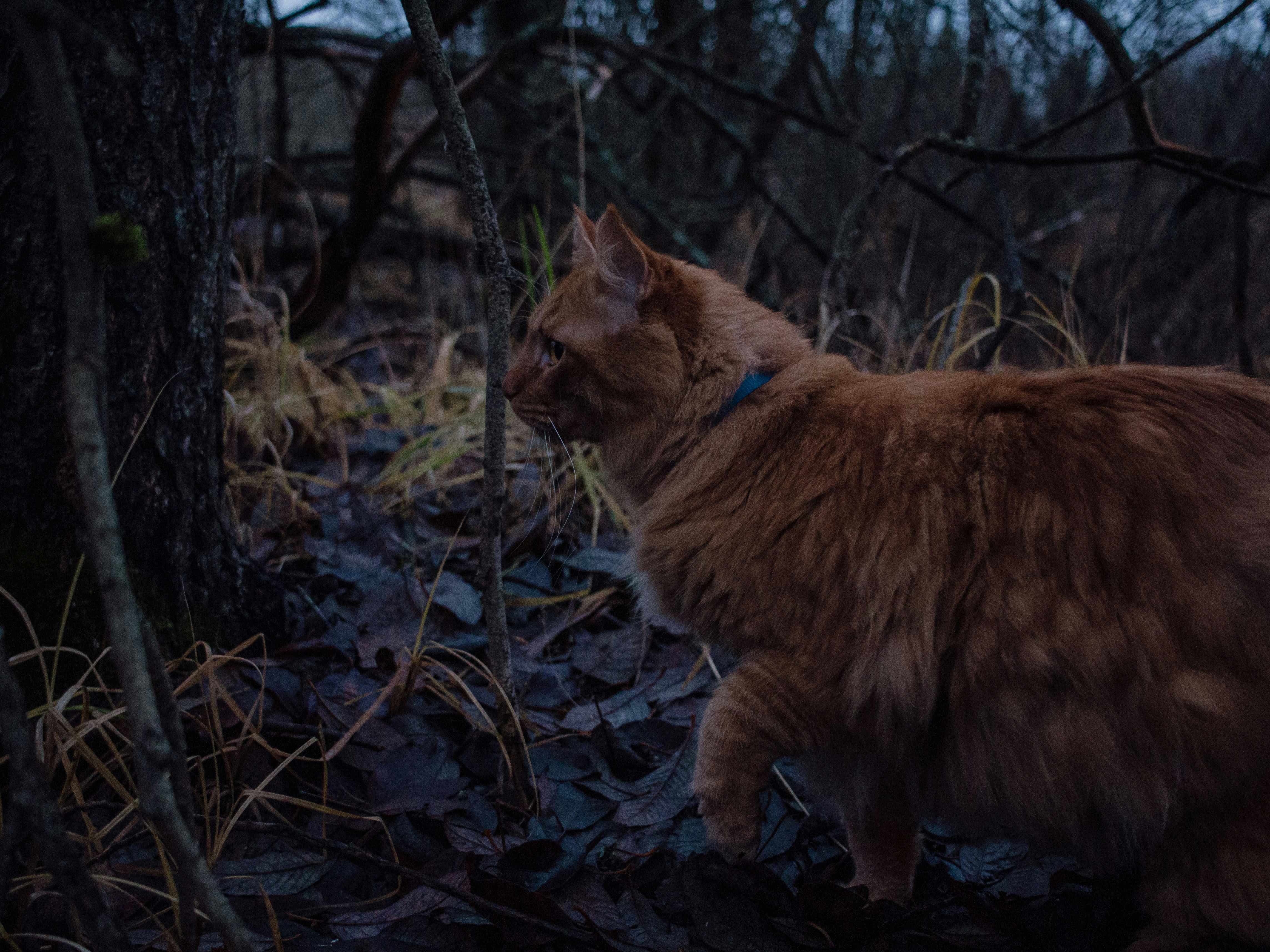 Amber Stalker in Quiet Moonlit Underbrush
