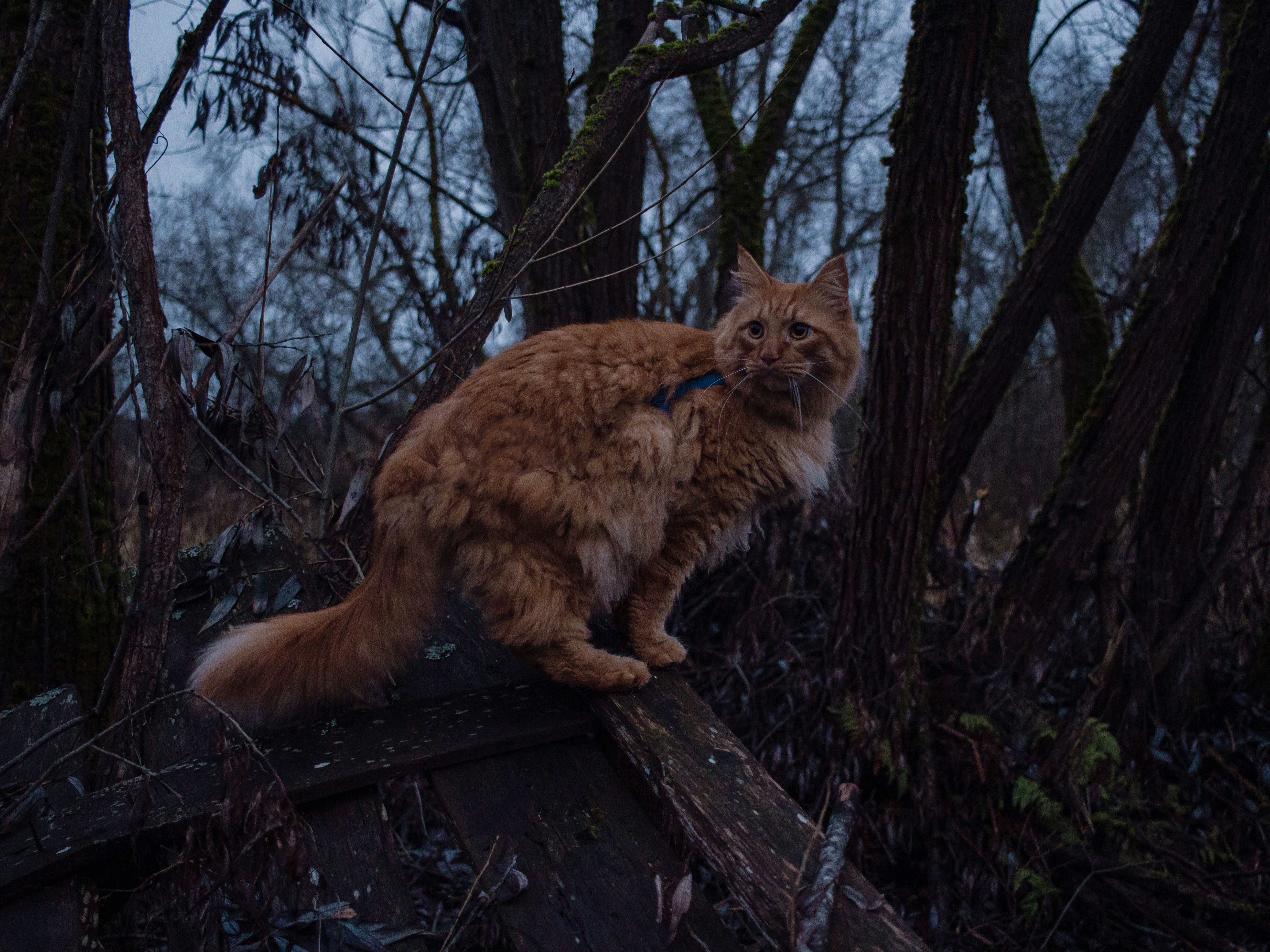 Amber Shadow: Cat on the Weathered Plank
