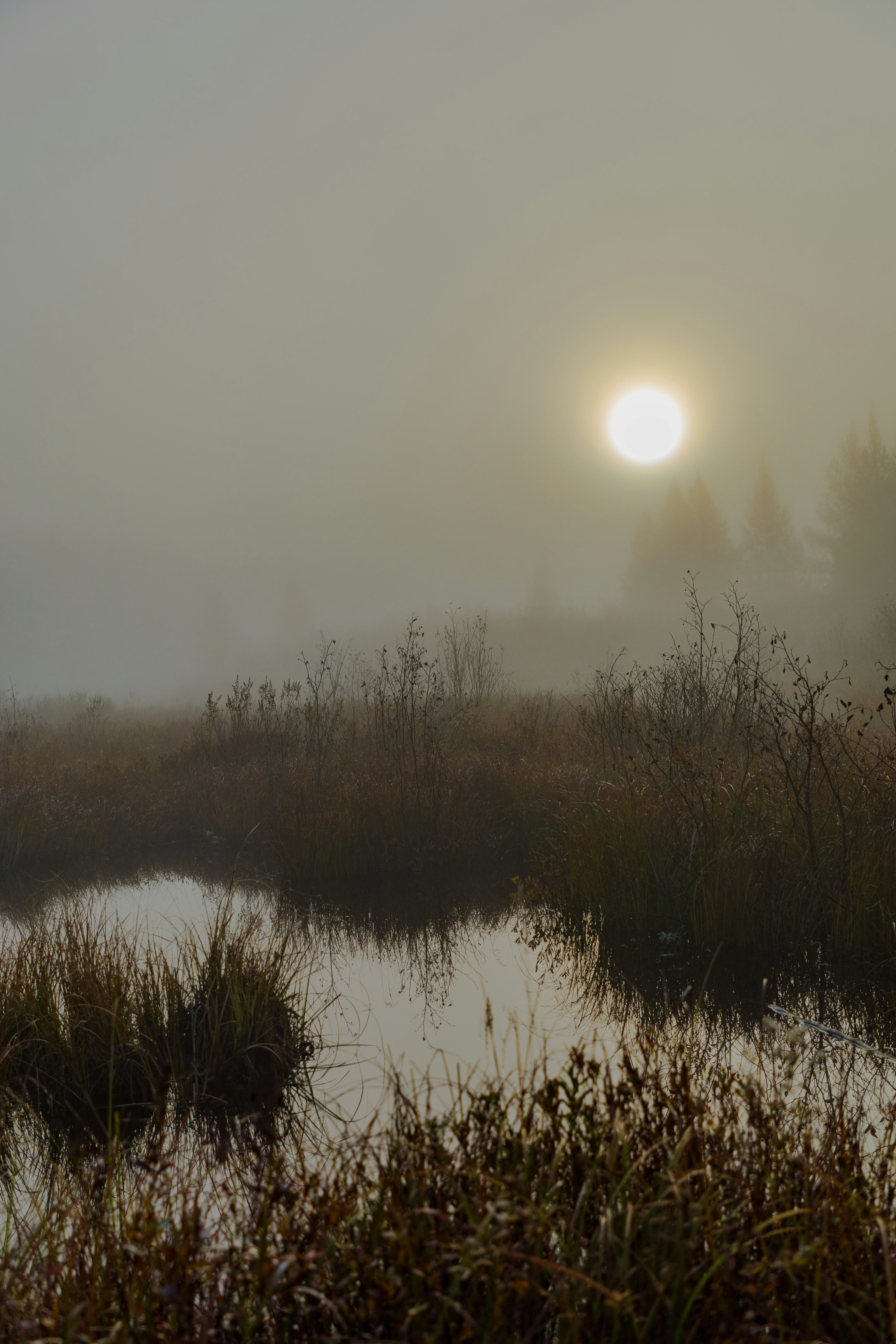 Mist at First Light: A Quiet Sunrise Over Marshland