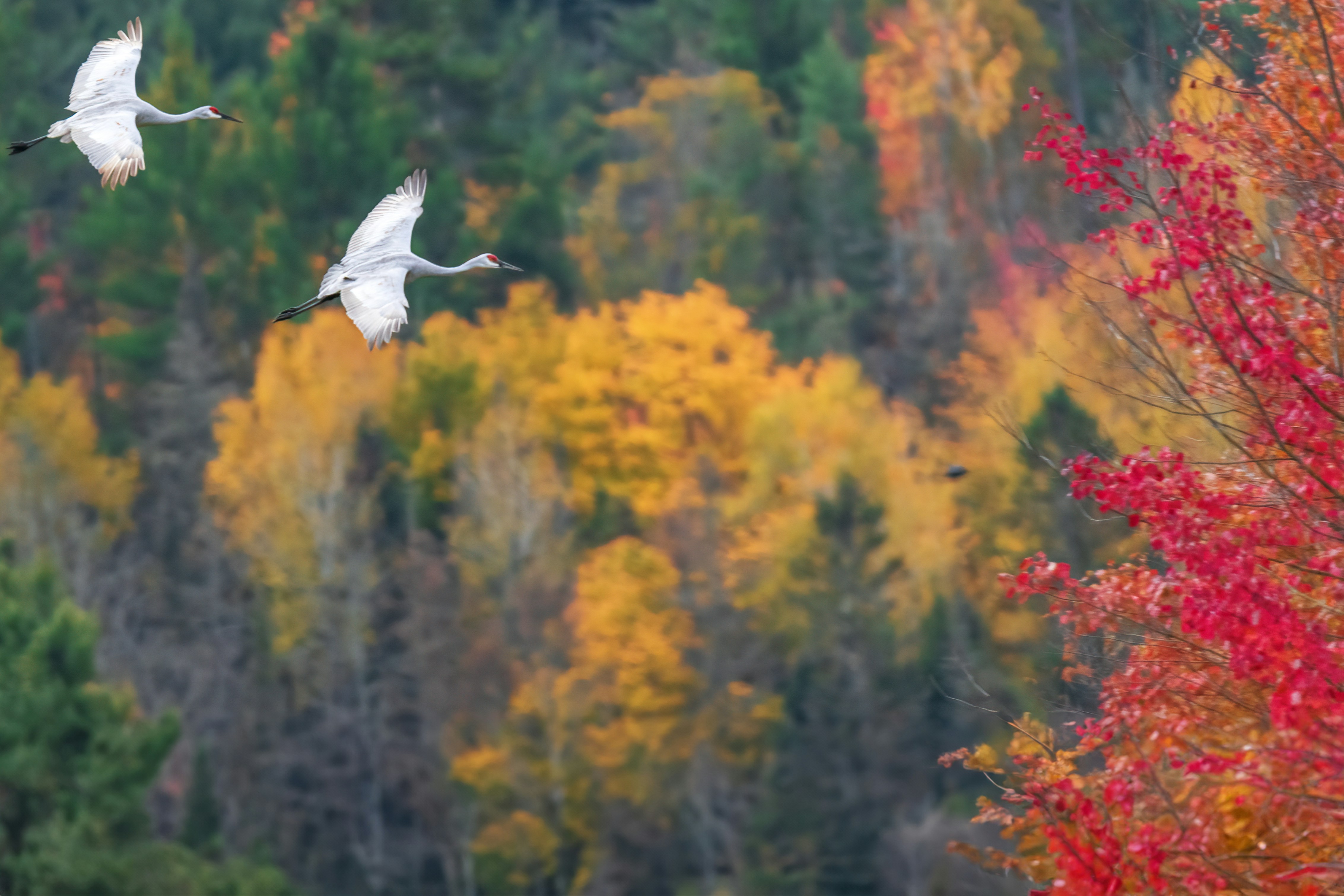 Two White Herons Soar Over Autumn Fire