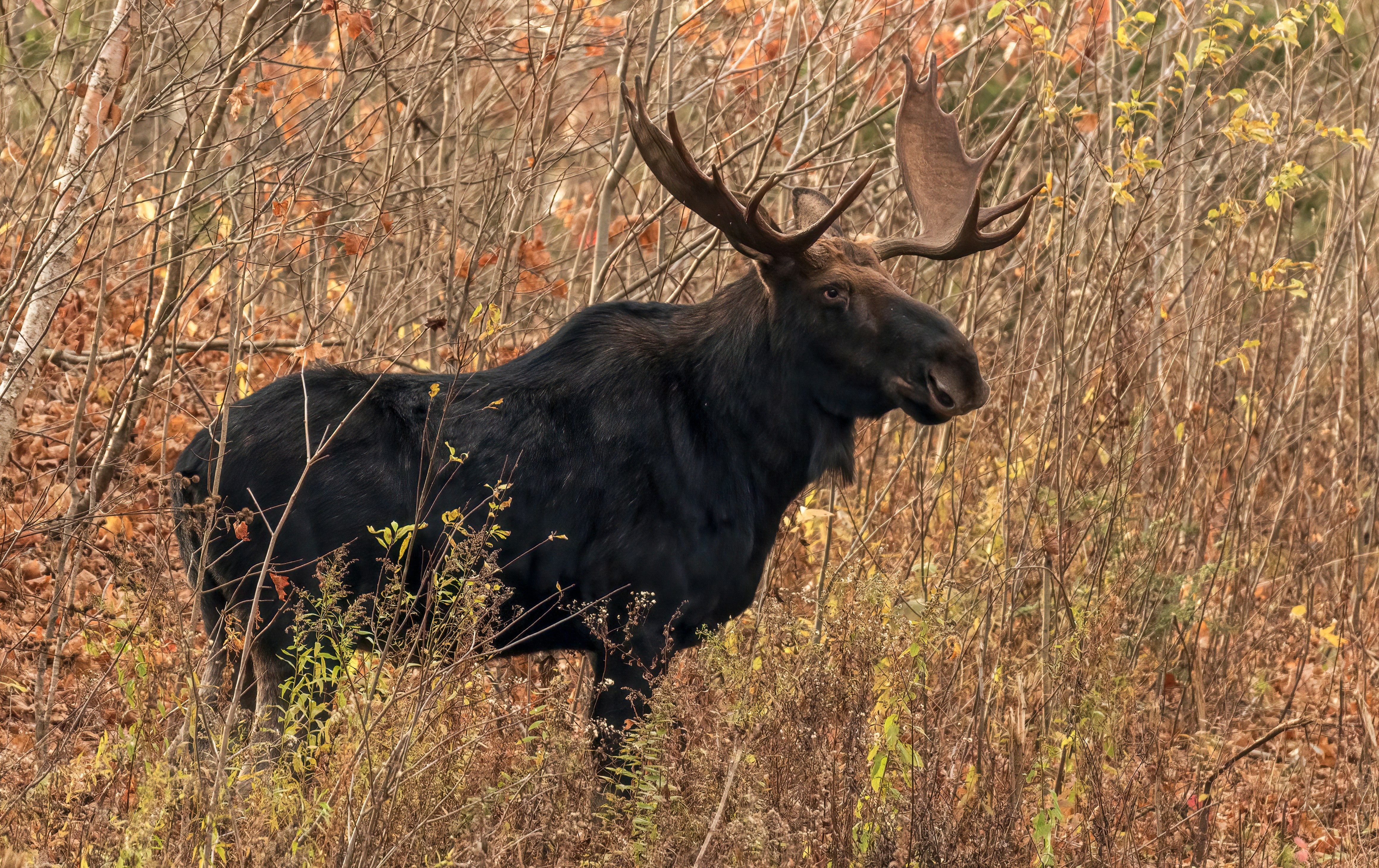 A moose is walking through the tall grass photo – Free Fall Image on ...