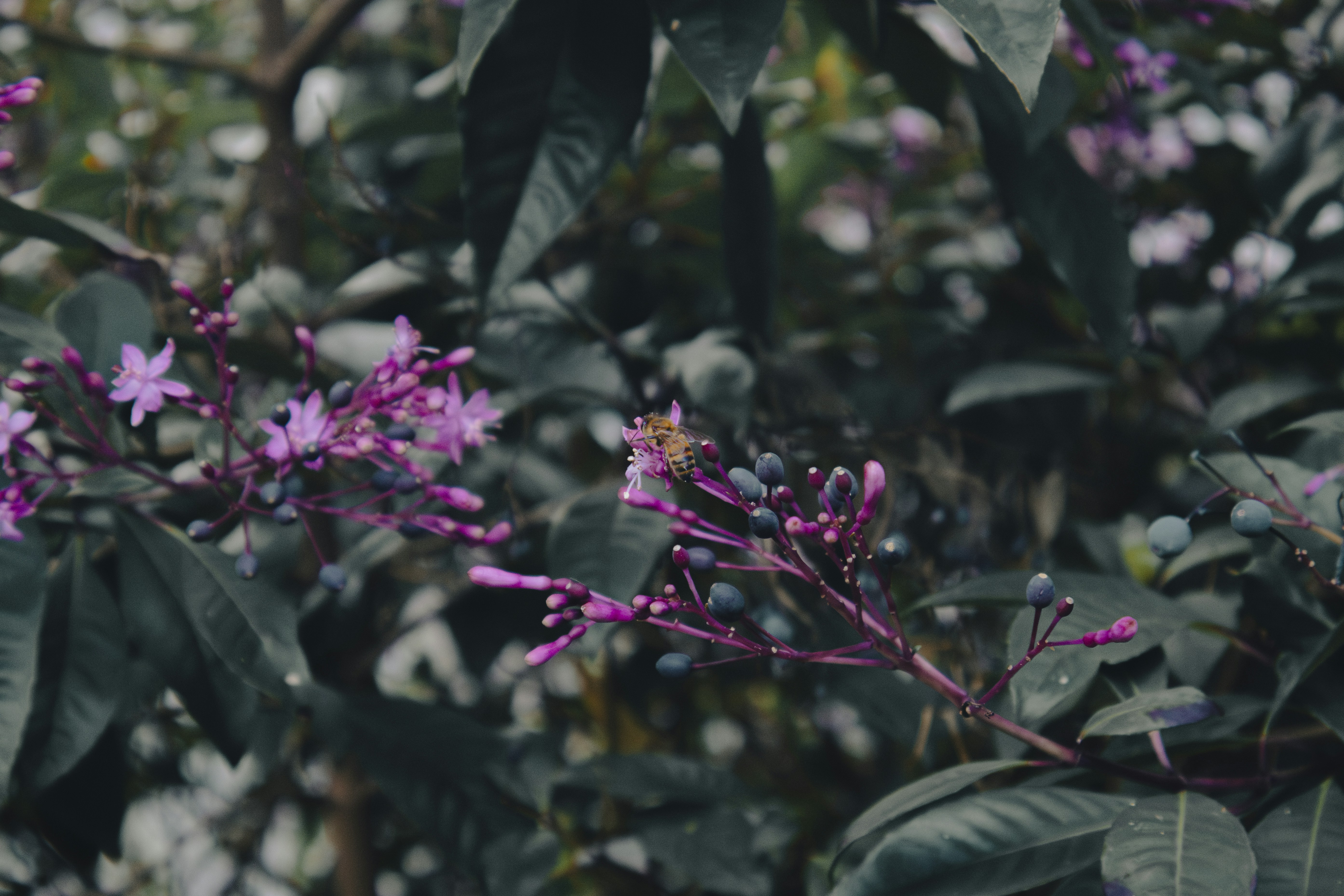 Insect on a Magenta Sprig: a Quiet Close-Up Among Evergreen Leaves