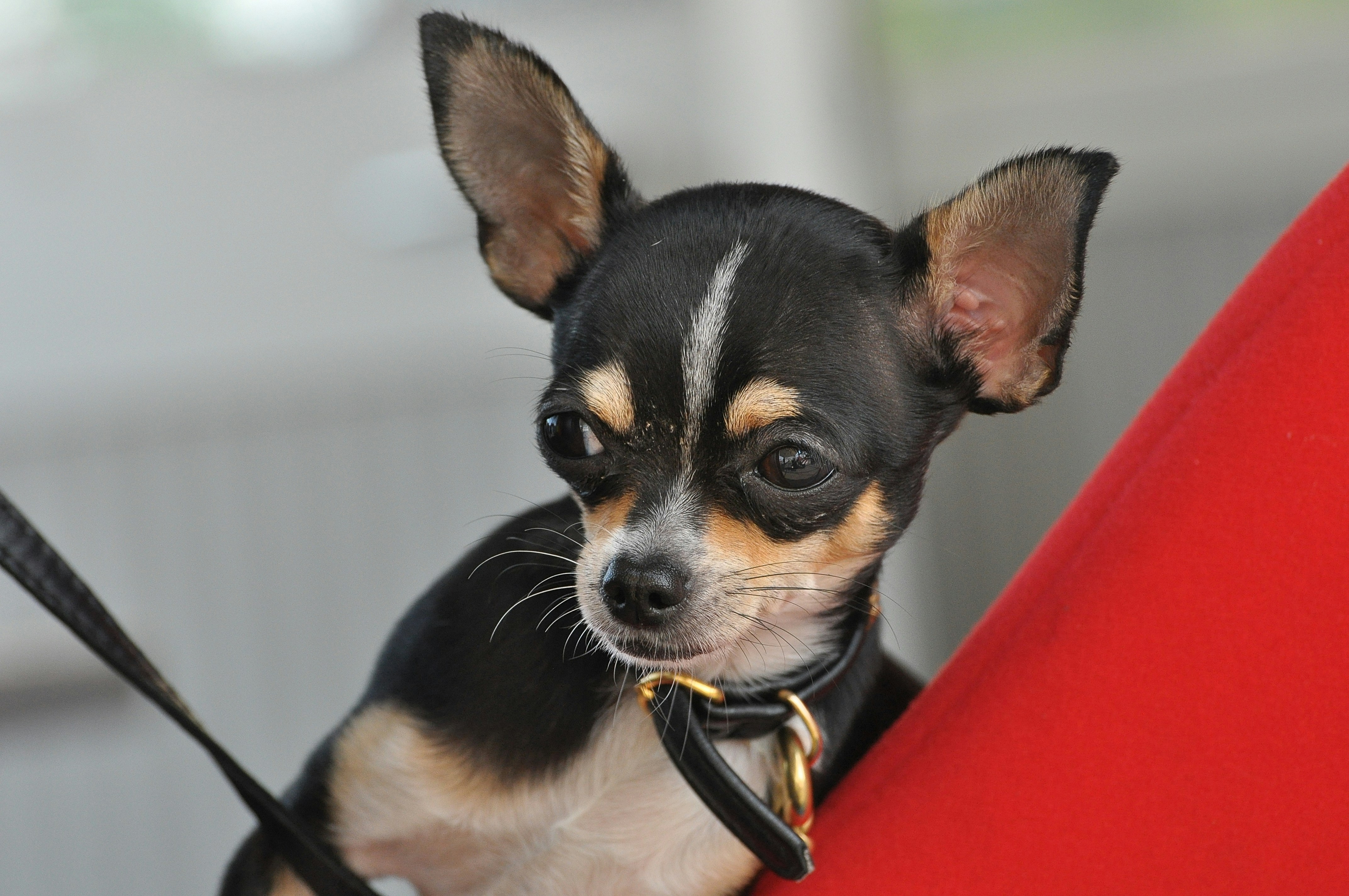 Tiny Chihuahua in a Vibrant Red Swing Suspended by a Leash