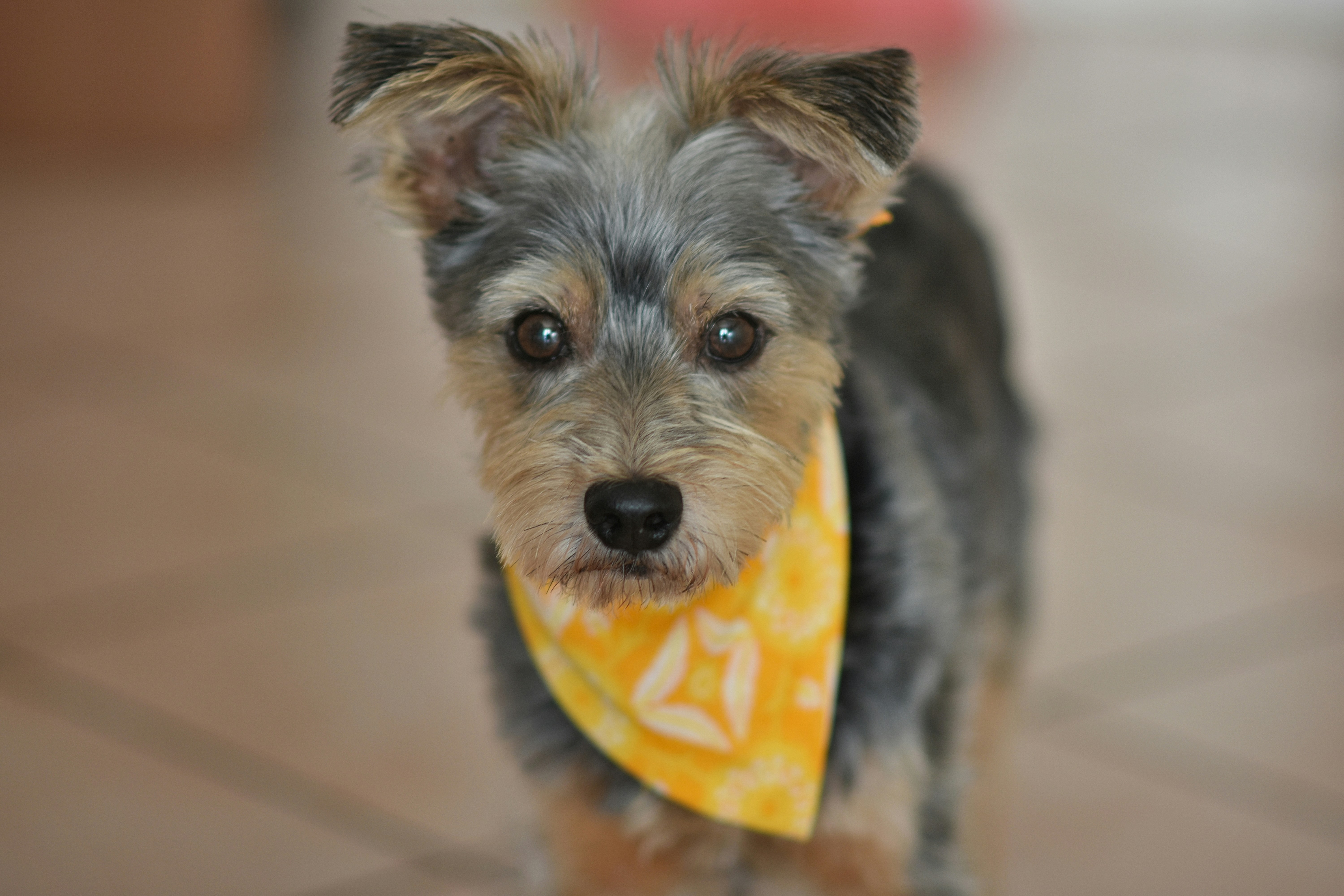 Yorkie in Focus: A Curious Stare Under a Sunlit Bandana