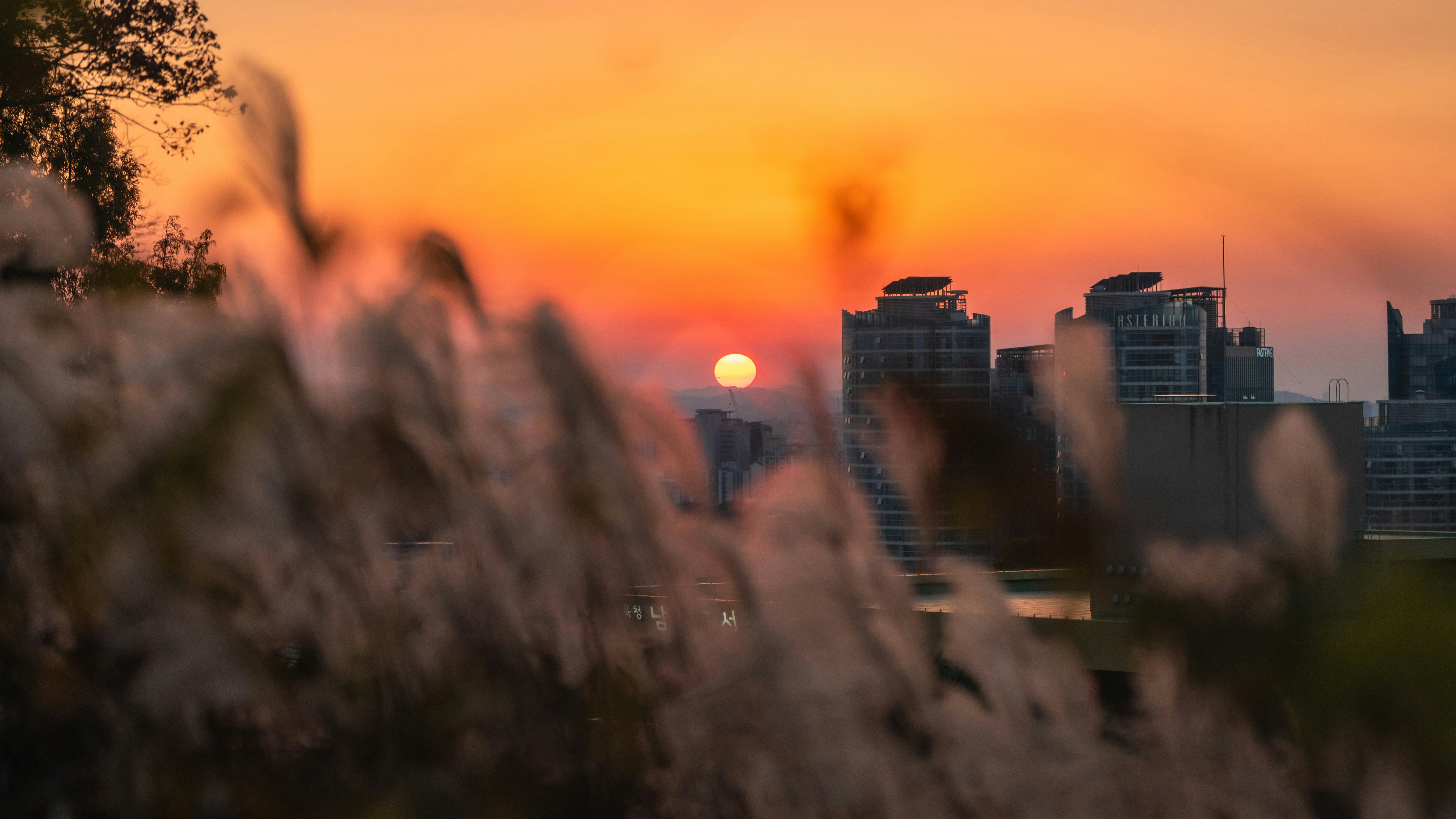 Crimson Horizon: Sunset Framing a Quiet City Skyline Through Blurred Foreground