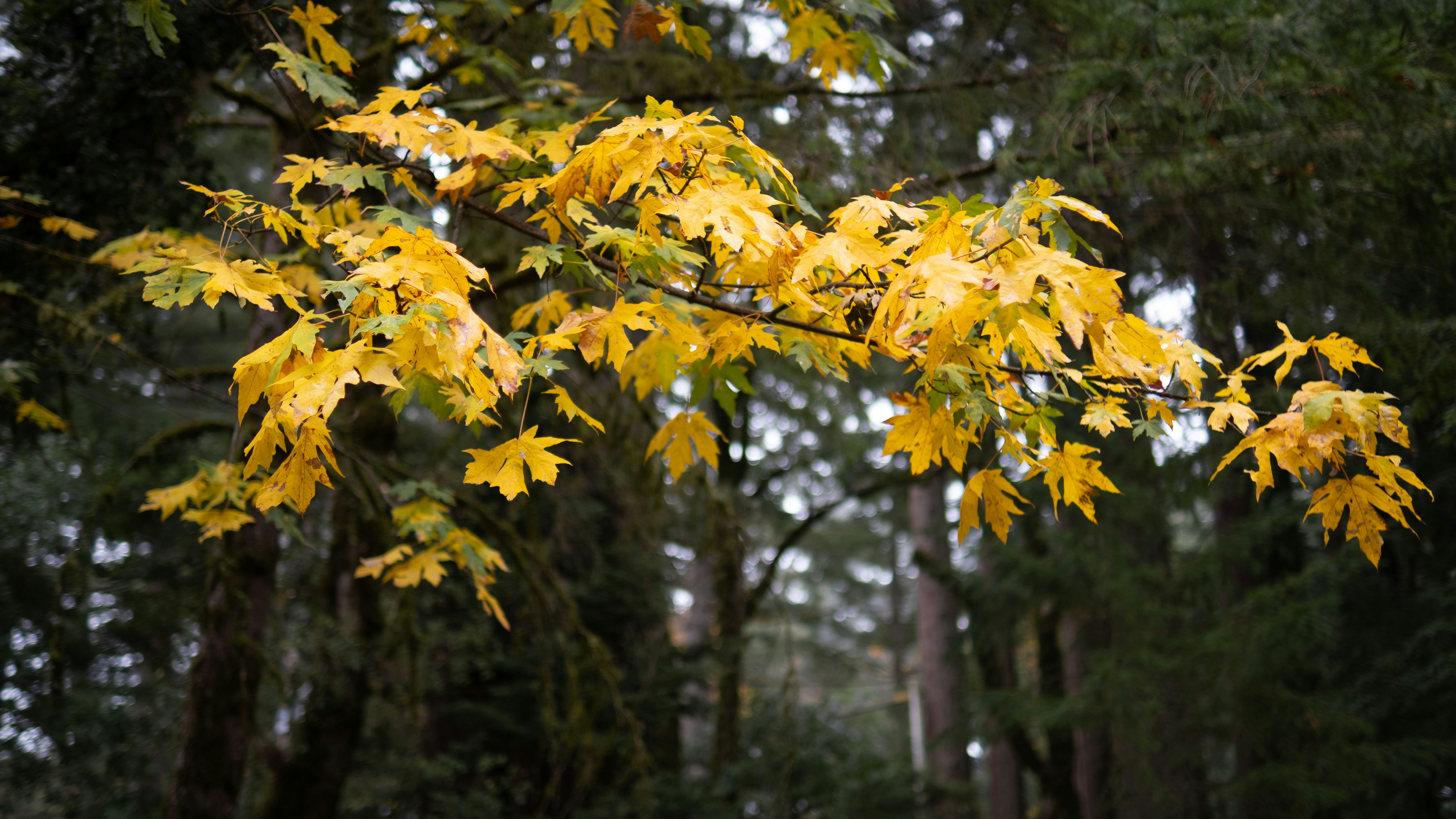 Yellow leaves on a tree branch stand out against a lush, green forest backdrop.