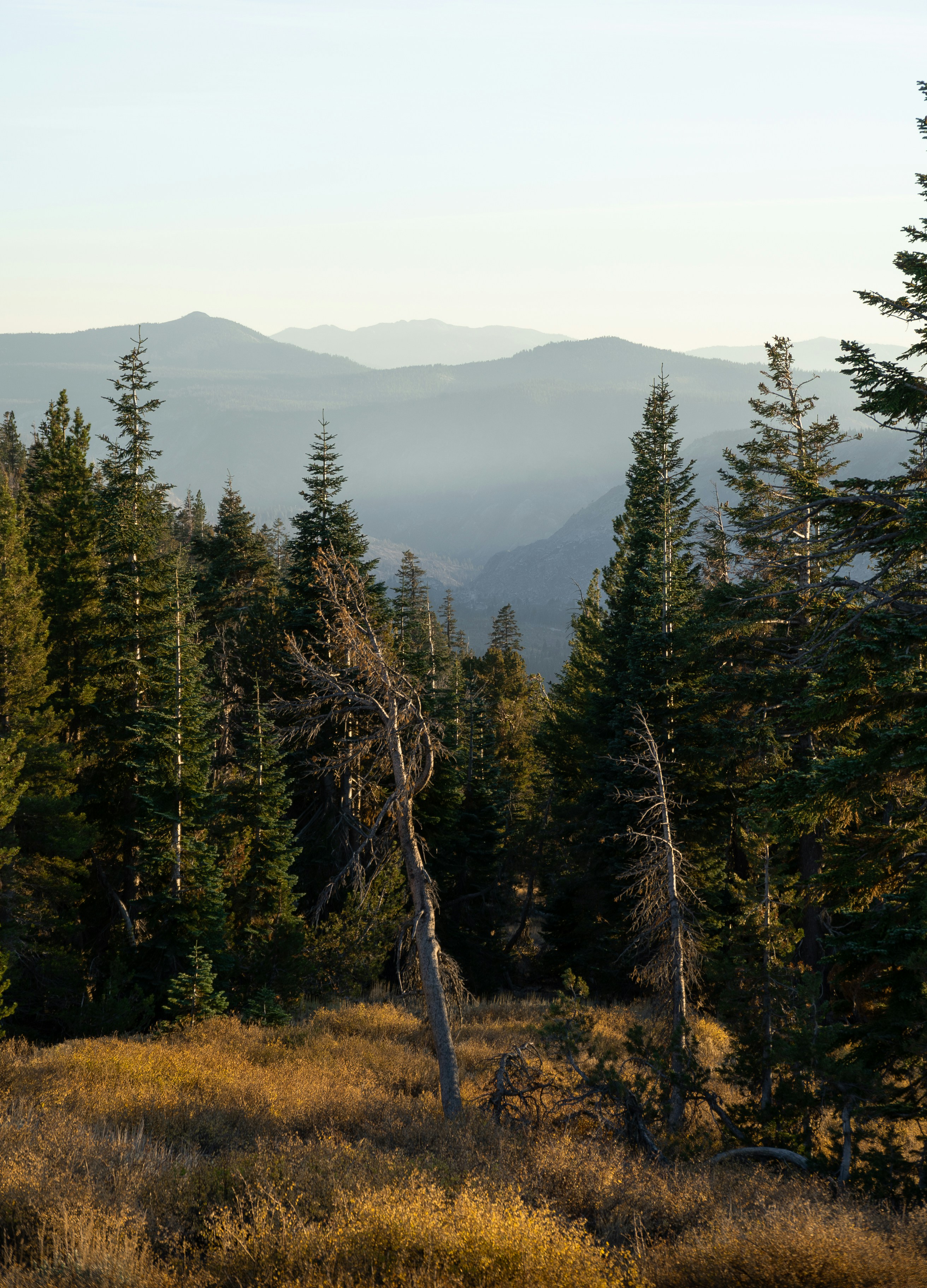A forest filled with lots of tall pine trees photo – Free Mammoth lakes ...