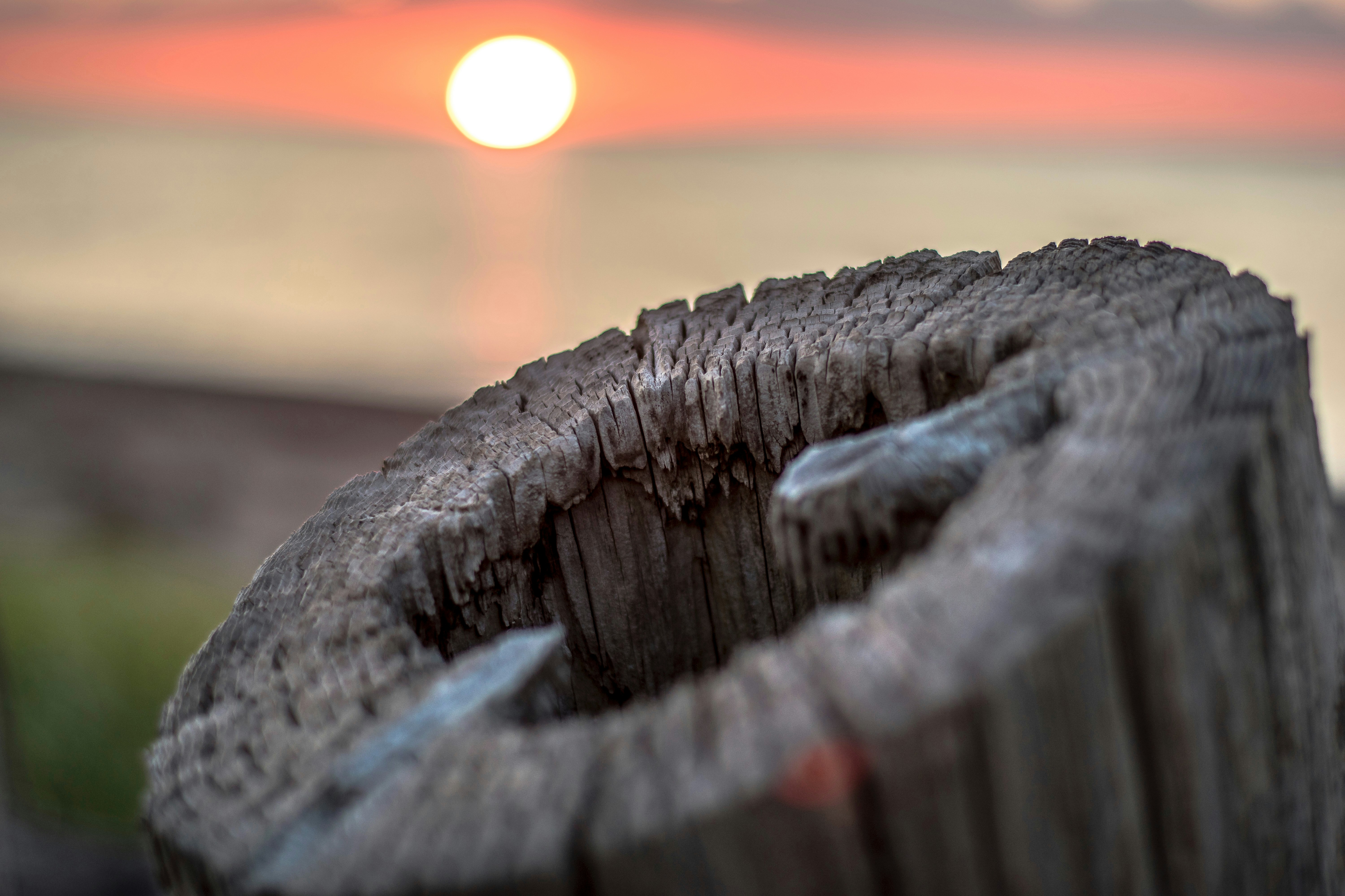 Sunset Through the Ring: A Close-Up of a Weathered Log End
