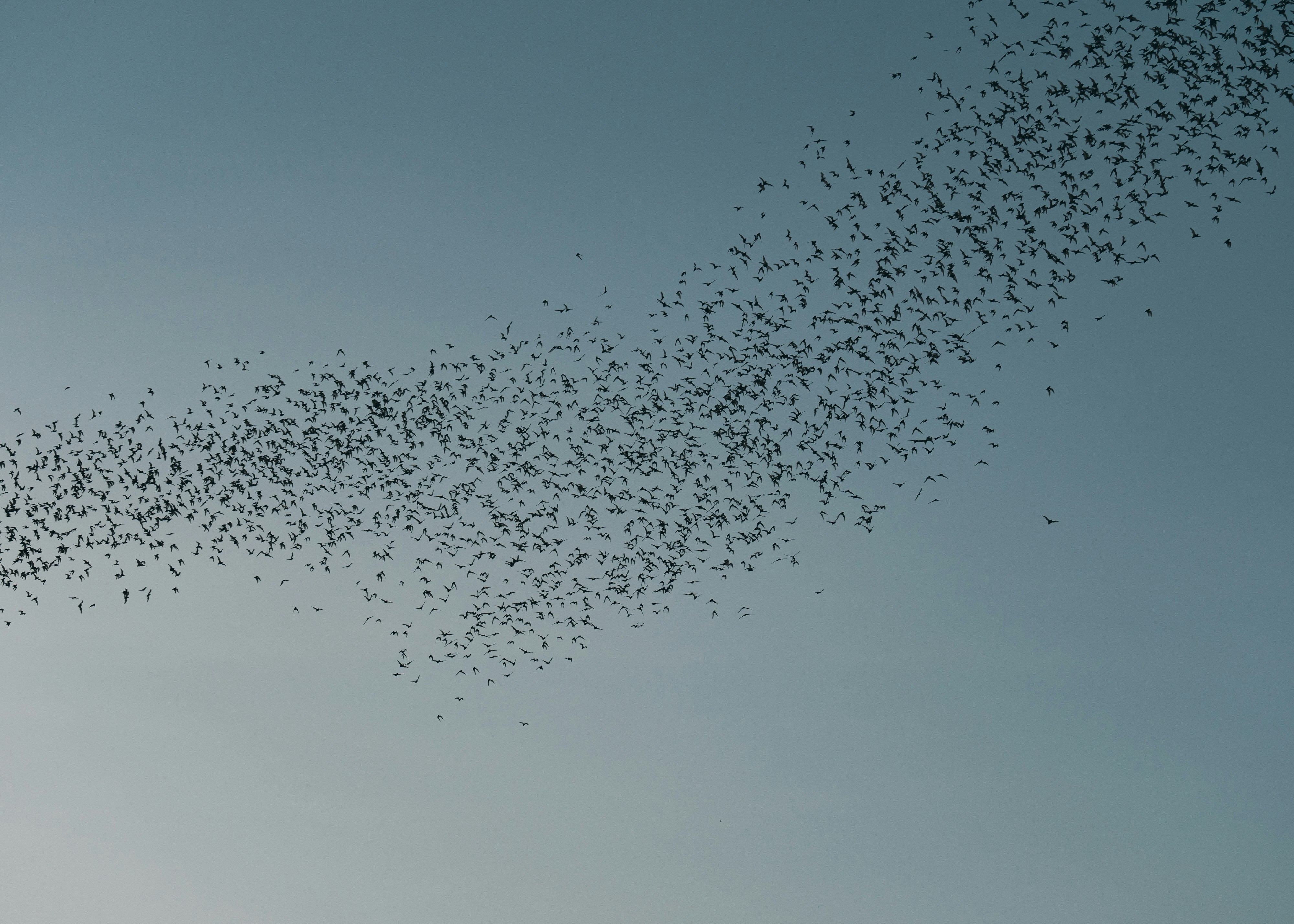 Diagonal Swarm: A Skyward Chorus over a Calm Blue Canvas