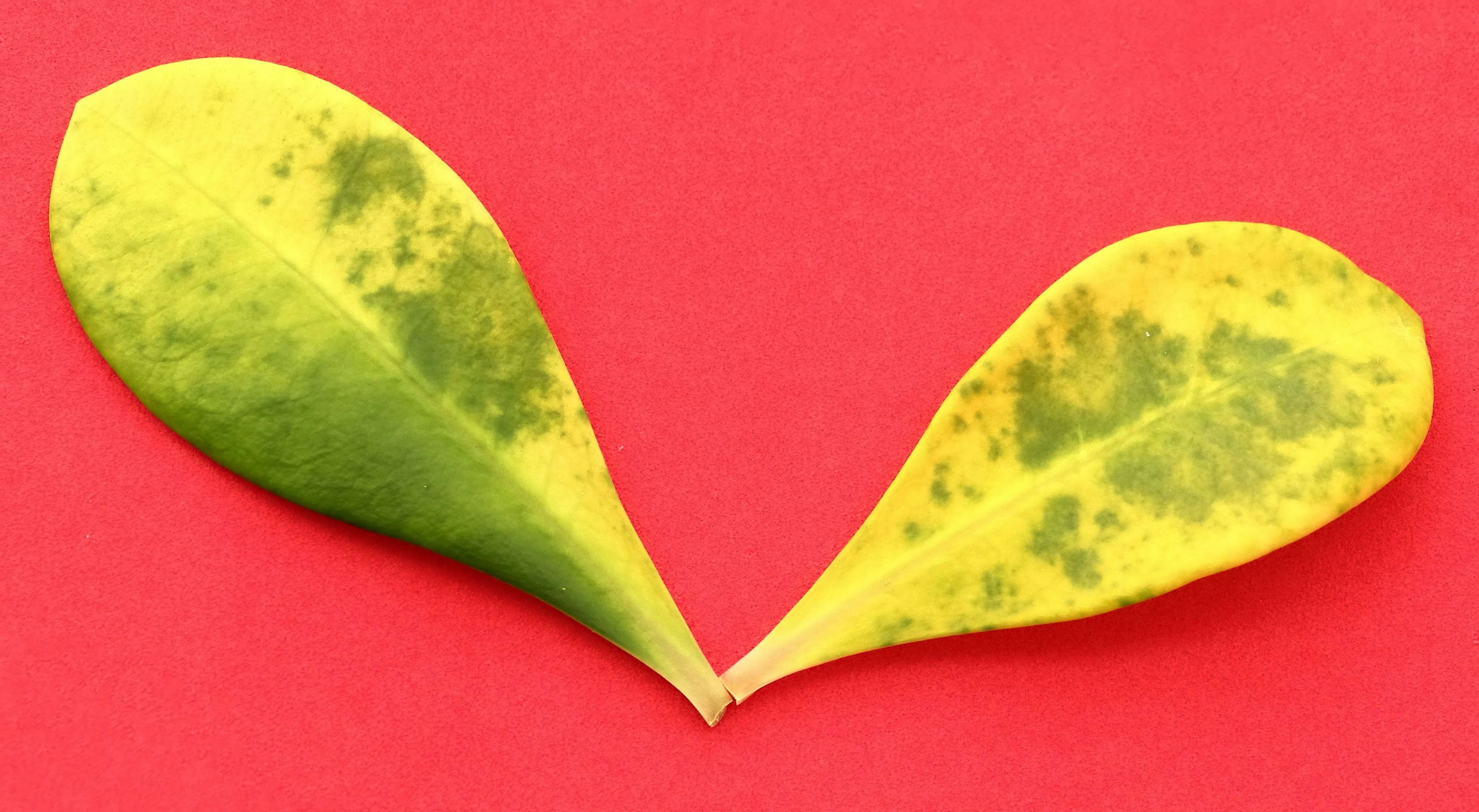 Photo by Mustafa akın with Canon EOS 1300D