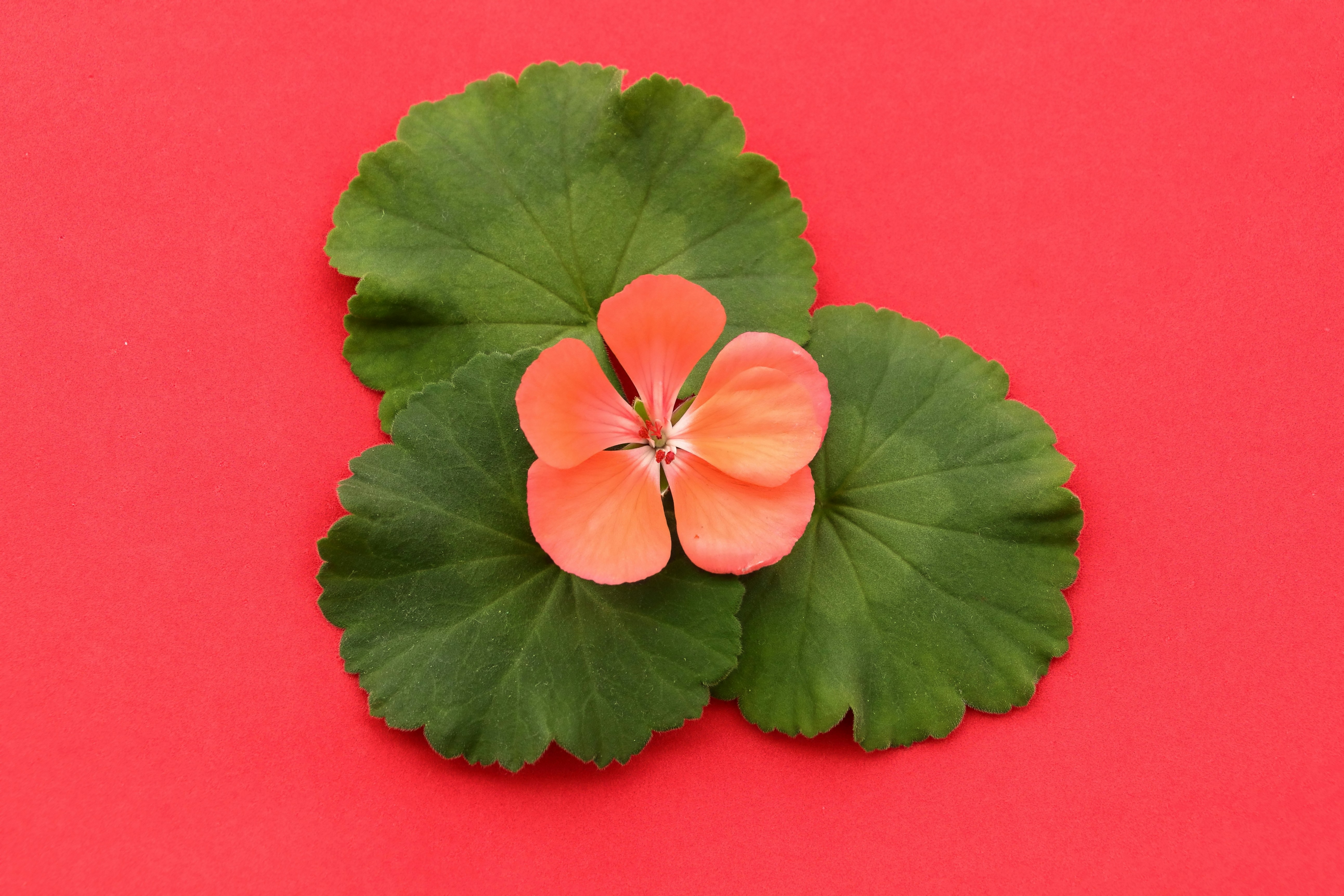 Coral Blossom on Crimson Canvas: A Minimal Floral Portrait