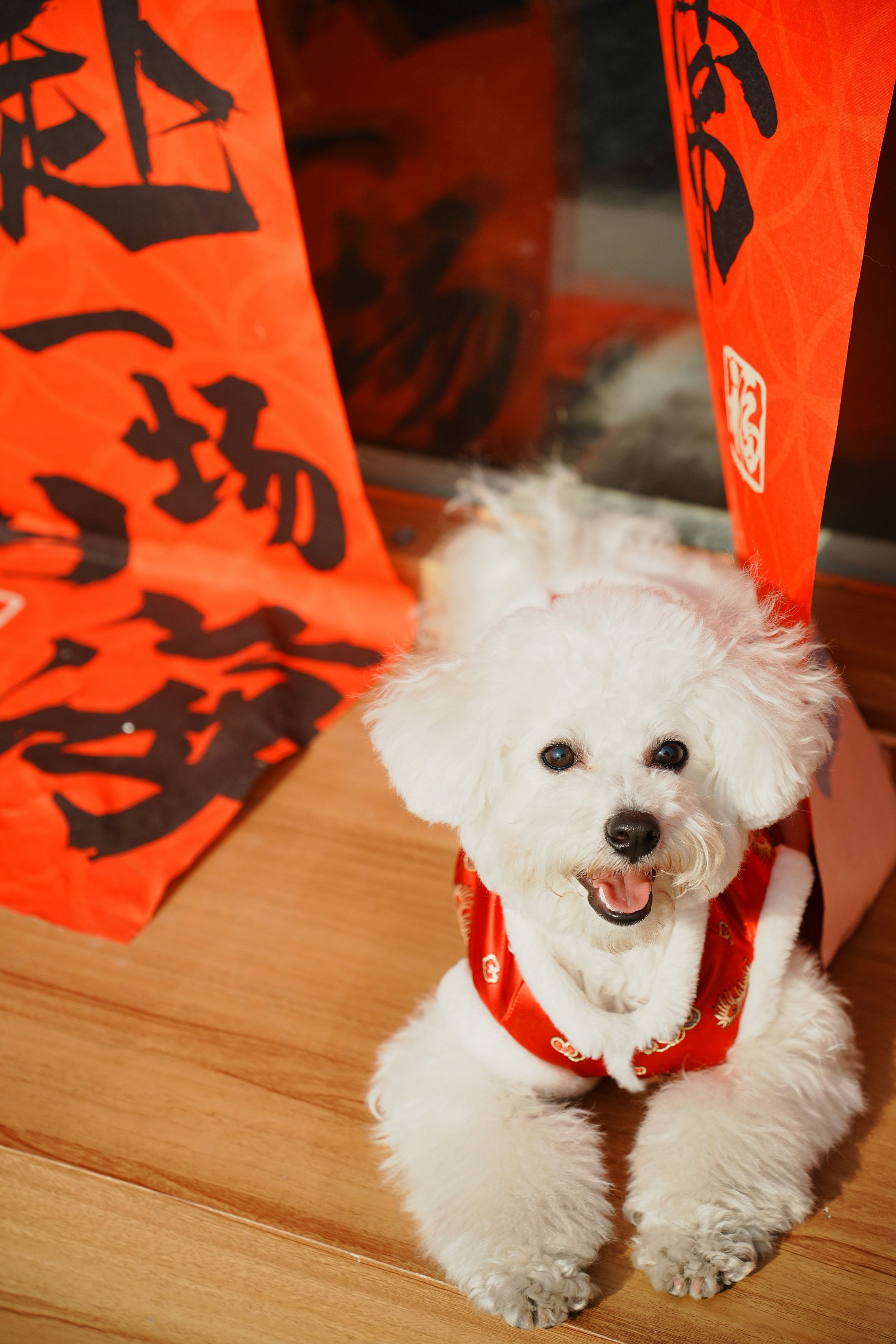 White Poodle Posing Beneath Crimson Calligraphy Banners