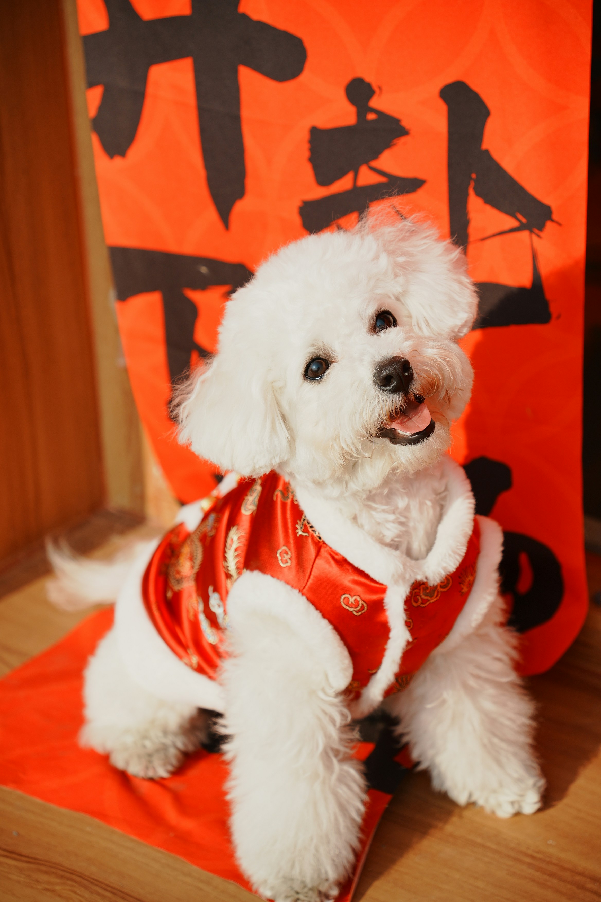 White Poodle in Festive Red Vest Poses Before Bold Chinese Calligraphy Backdrop