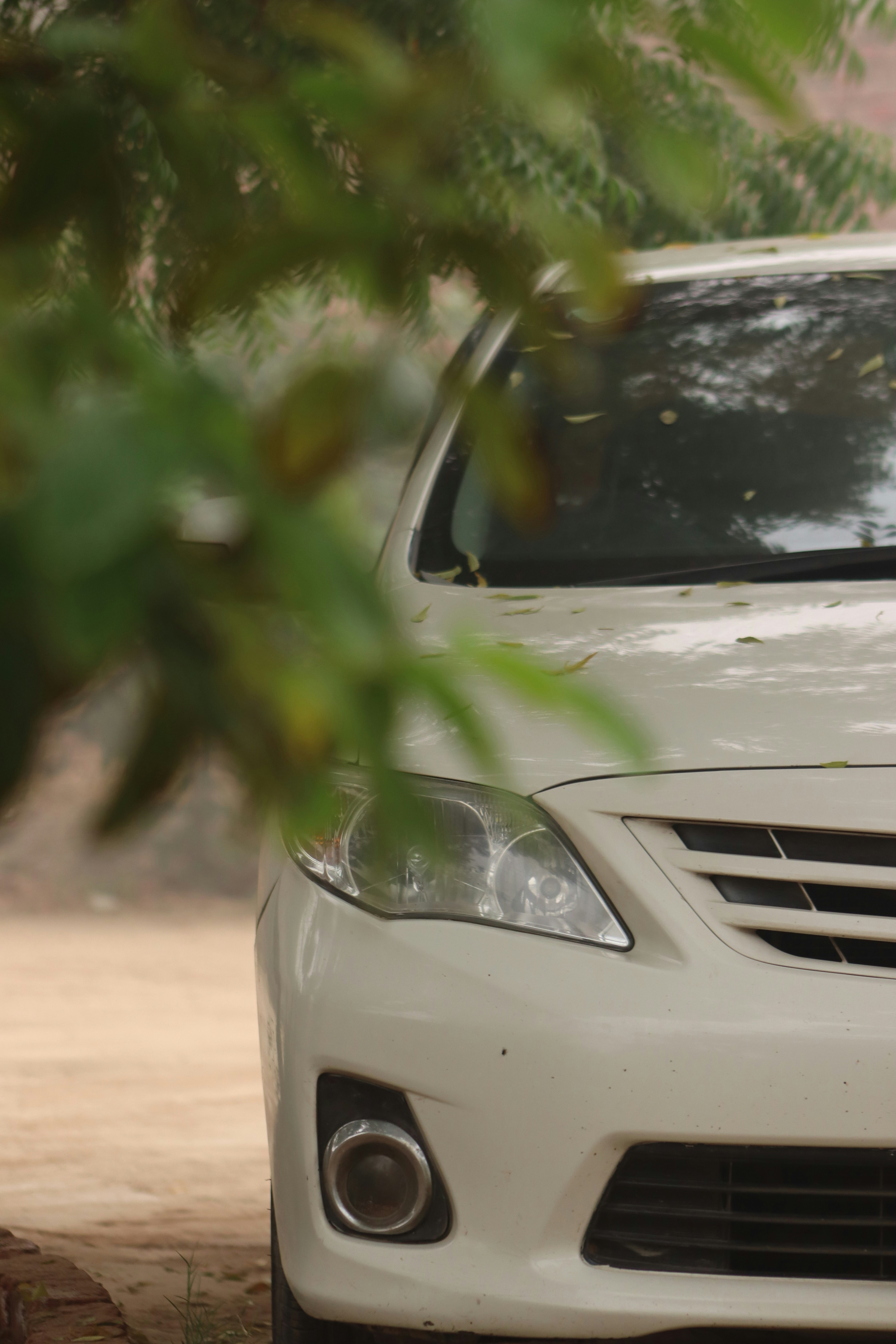 White sedan under leafy shade, front grille and headlight visible