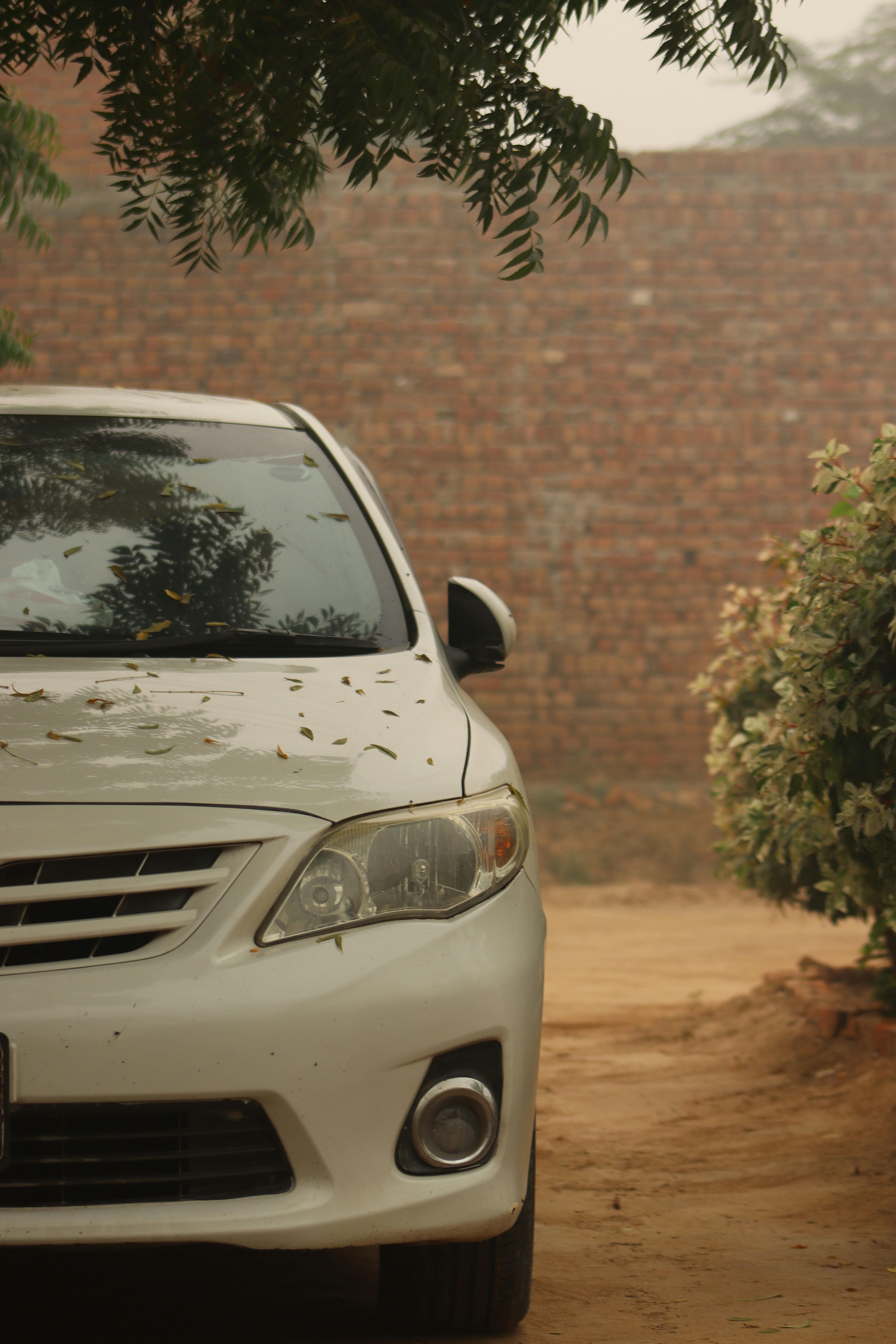 Partially Hidden by Leaves: Light-Dusted Car in a Quiet Courtyard