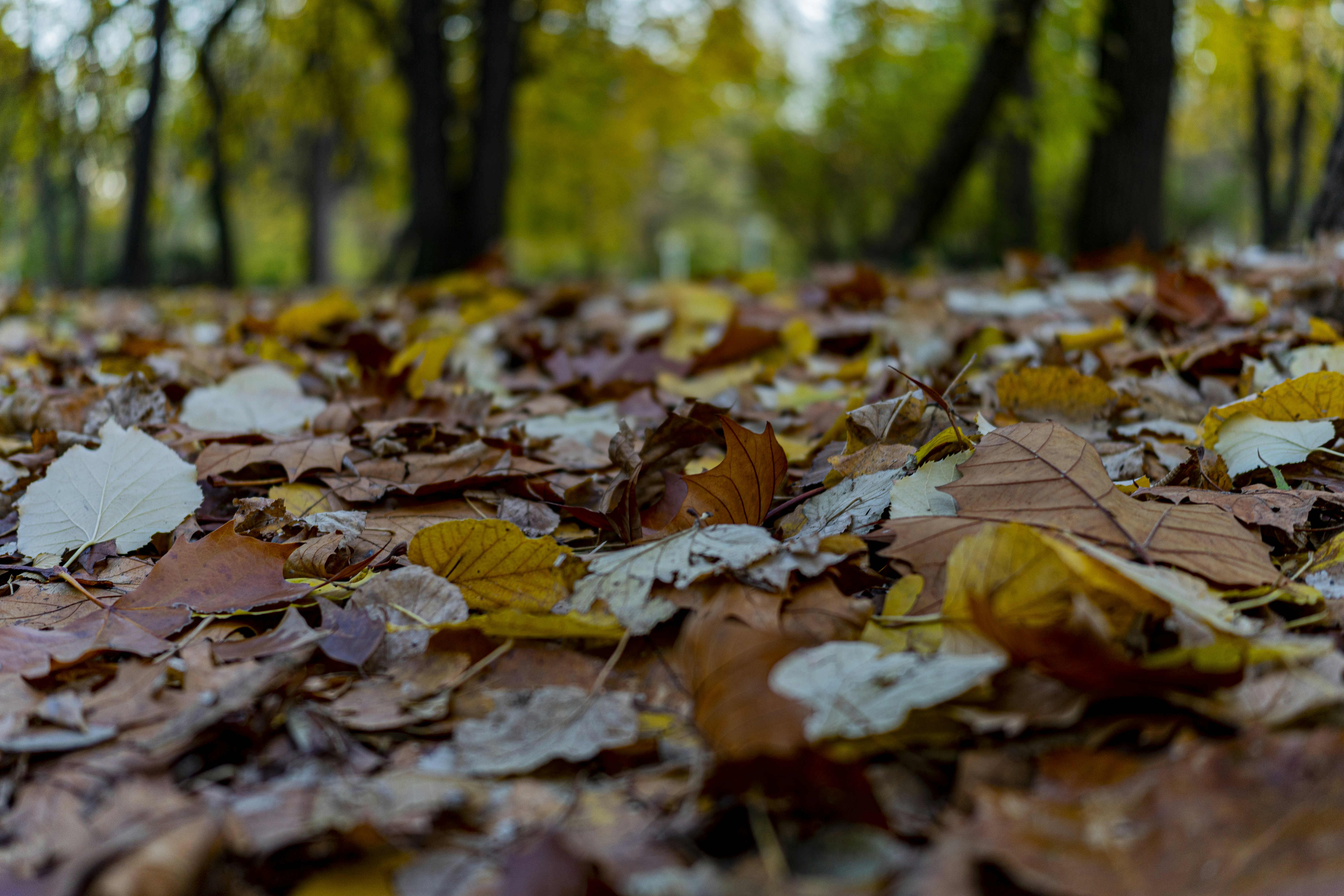 Un tas de feuilles qui sont sur le sol photo – Image gratuite de ...