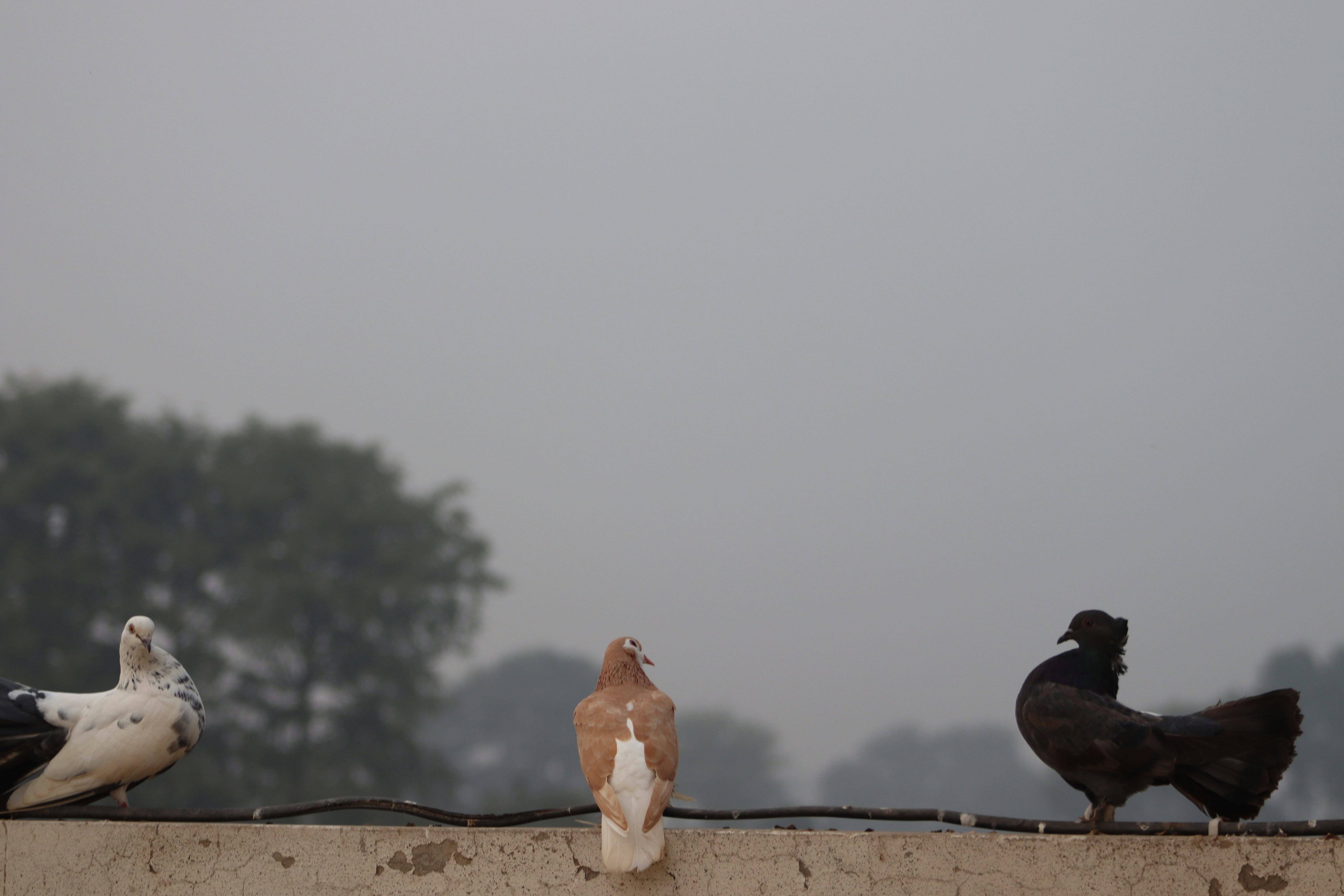 A flock of birds standing on top of a cement wall