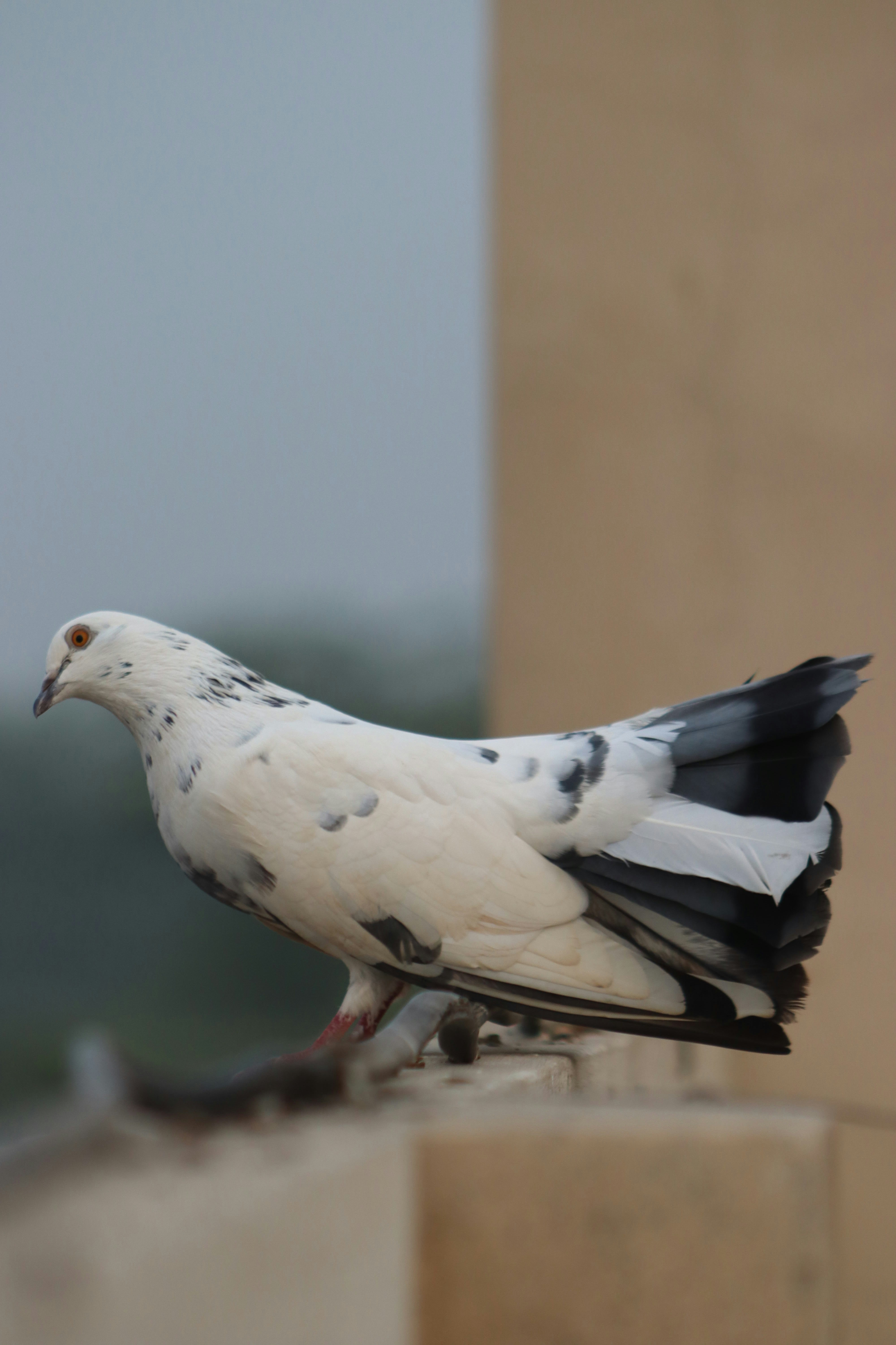 Perched White Dove on a Weathered Ledge with a Soft, Blurred Horizon