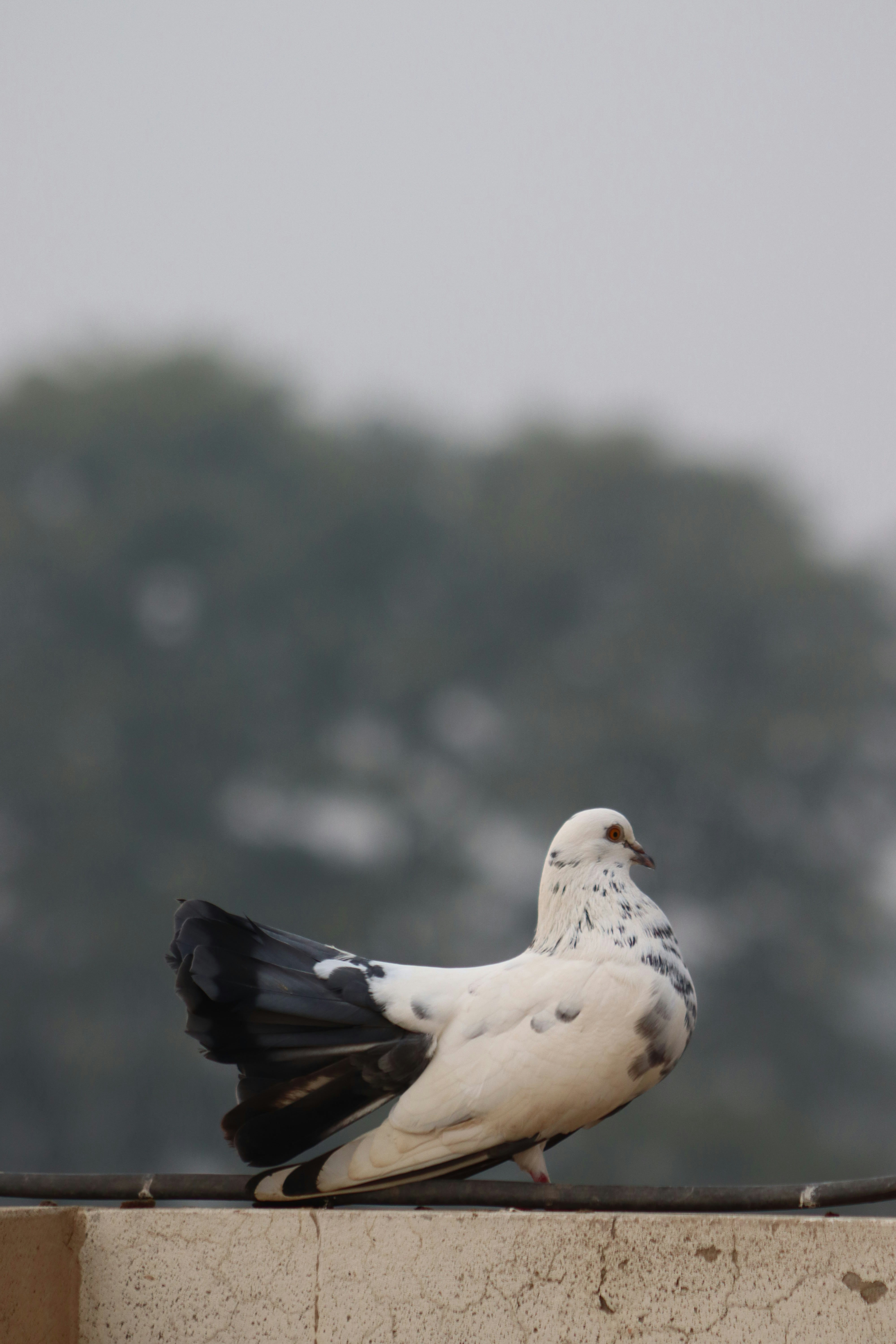 Speckled Pigeon on a Weathered Ledge: Quiet Focus Amid Soft, Blurred Foliage