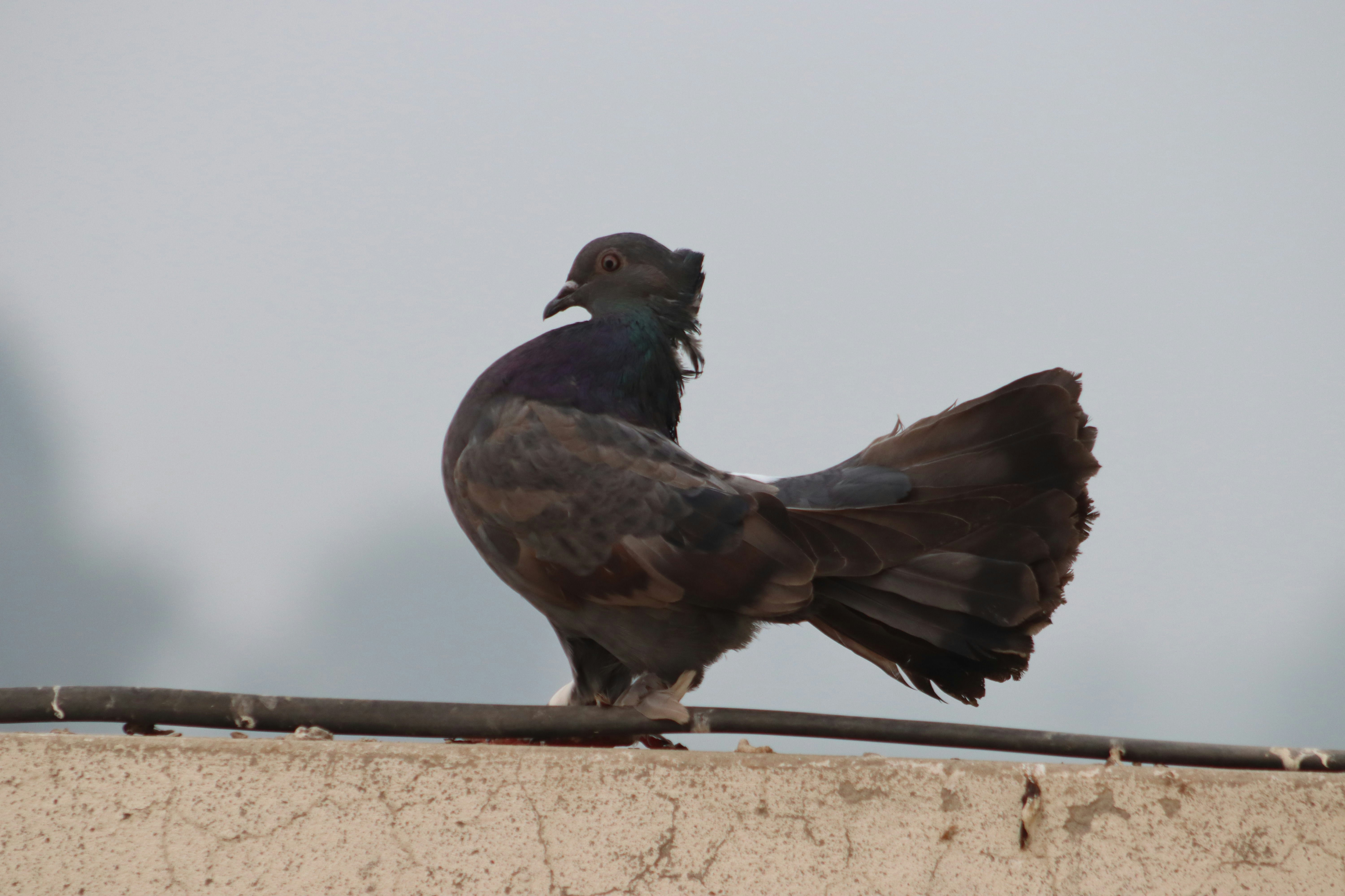 Pigeon on a Concrete Ledge: Tail Fanned Against a Pale Sky