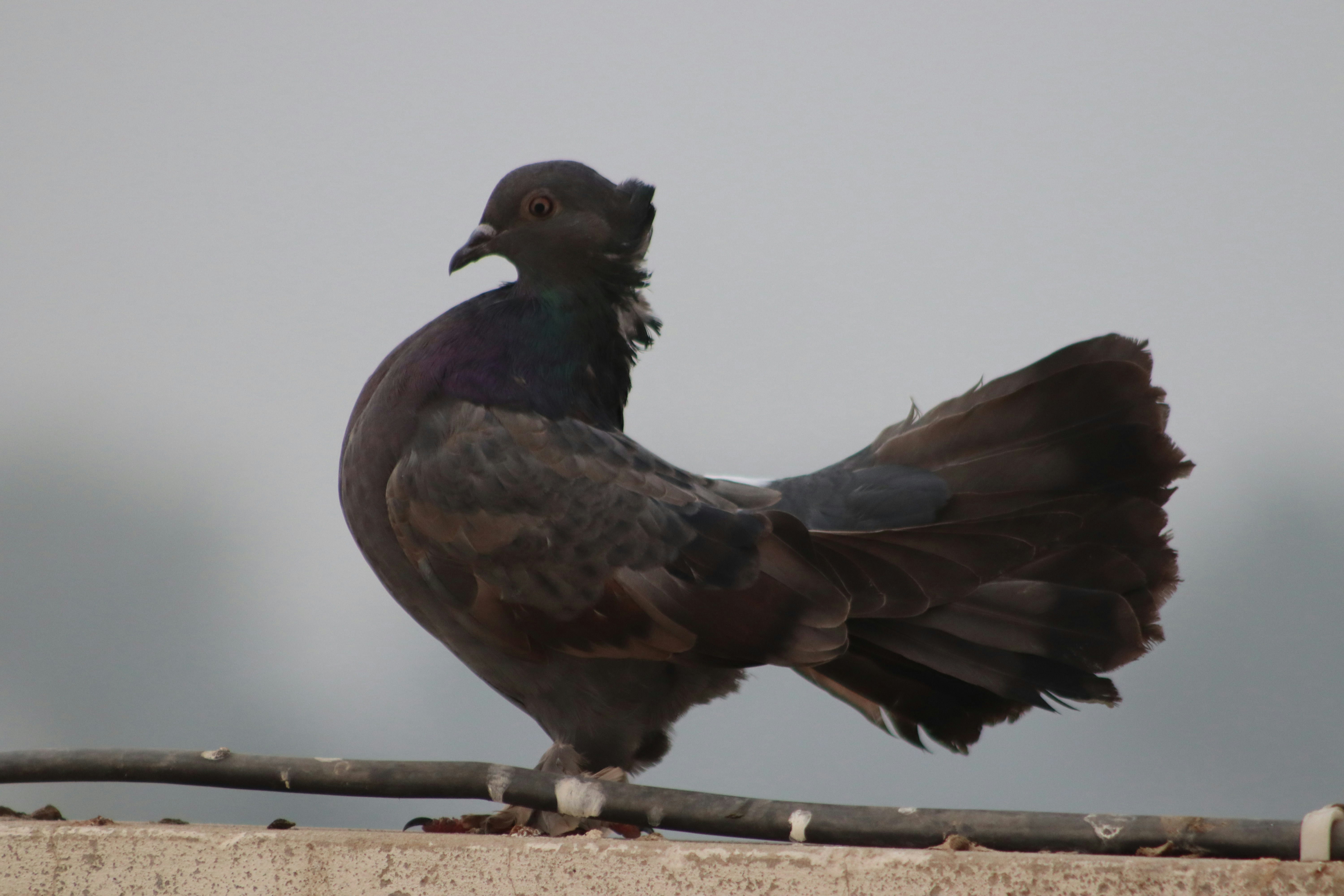 Iridescent Dignity: A Pigeon Poised on a Weathered Rooftop Rail