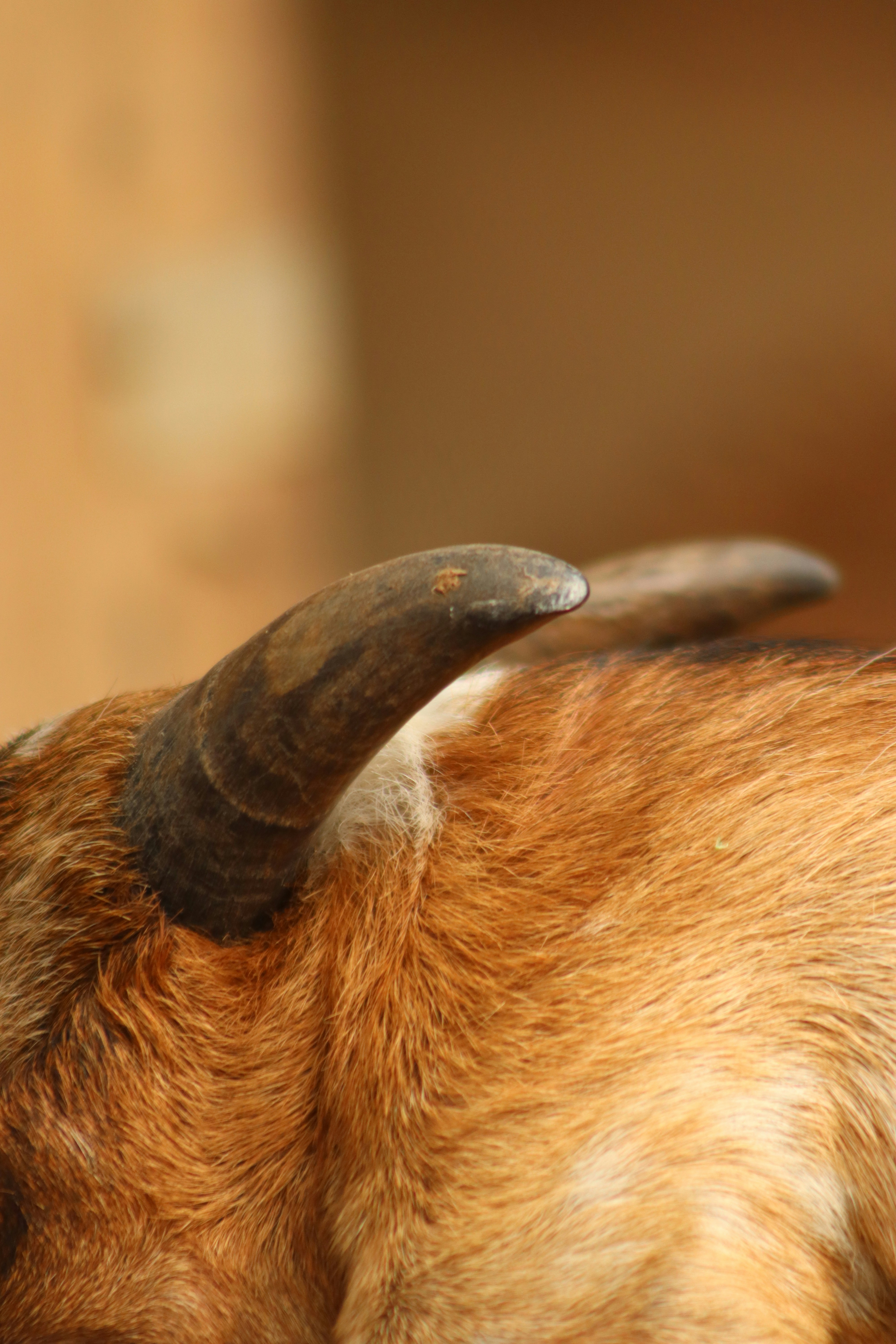 Copper Horns Against Velvet Fur: A Macro Portrait of Quiet Strength