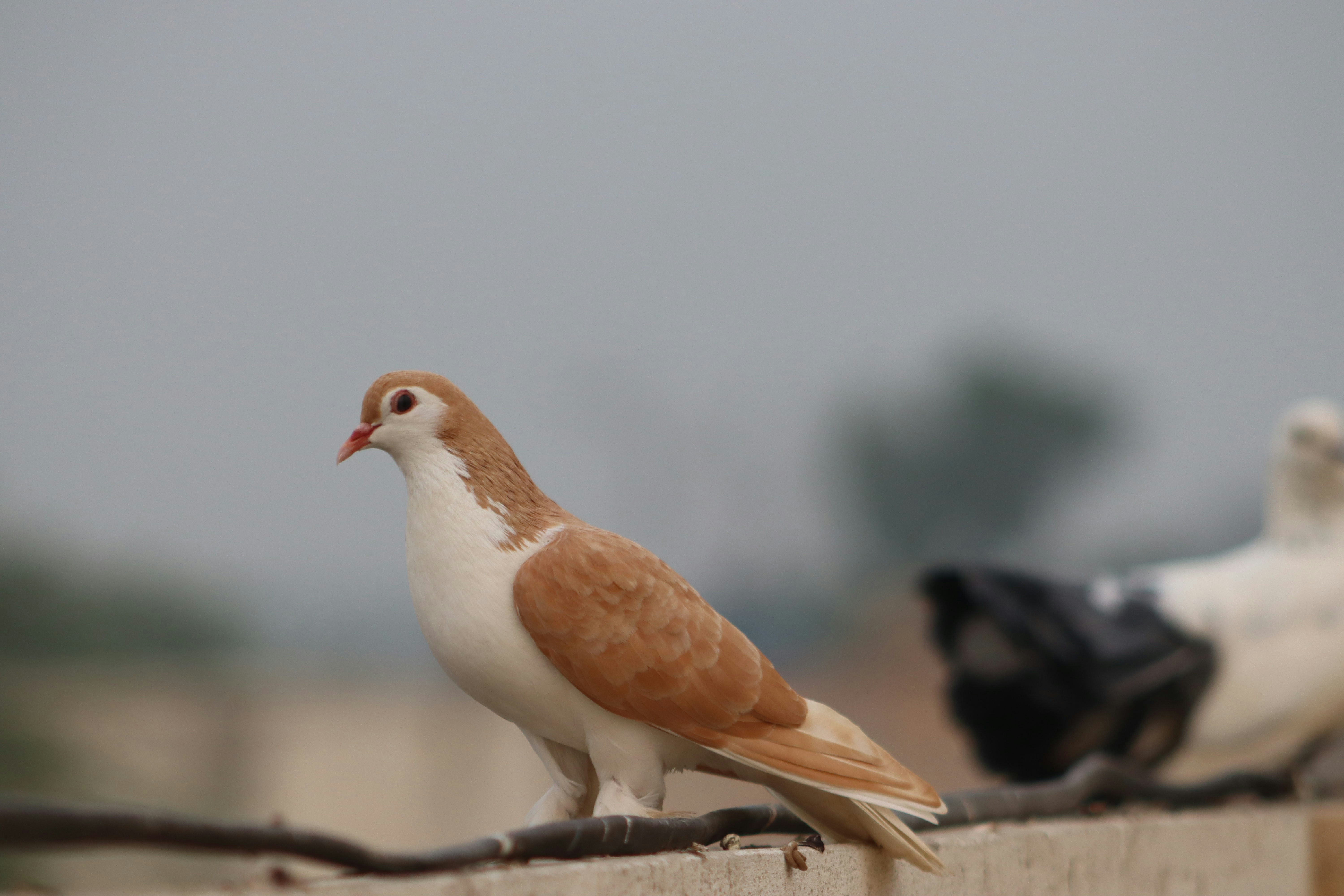 On a Quiet Perch: A Burnt-Top Dove Scans the Distance