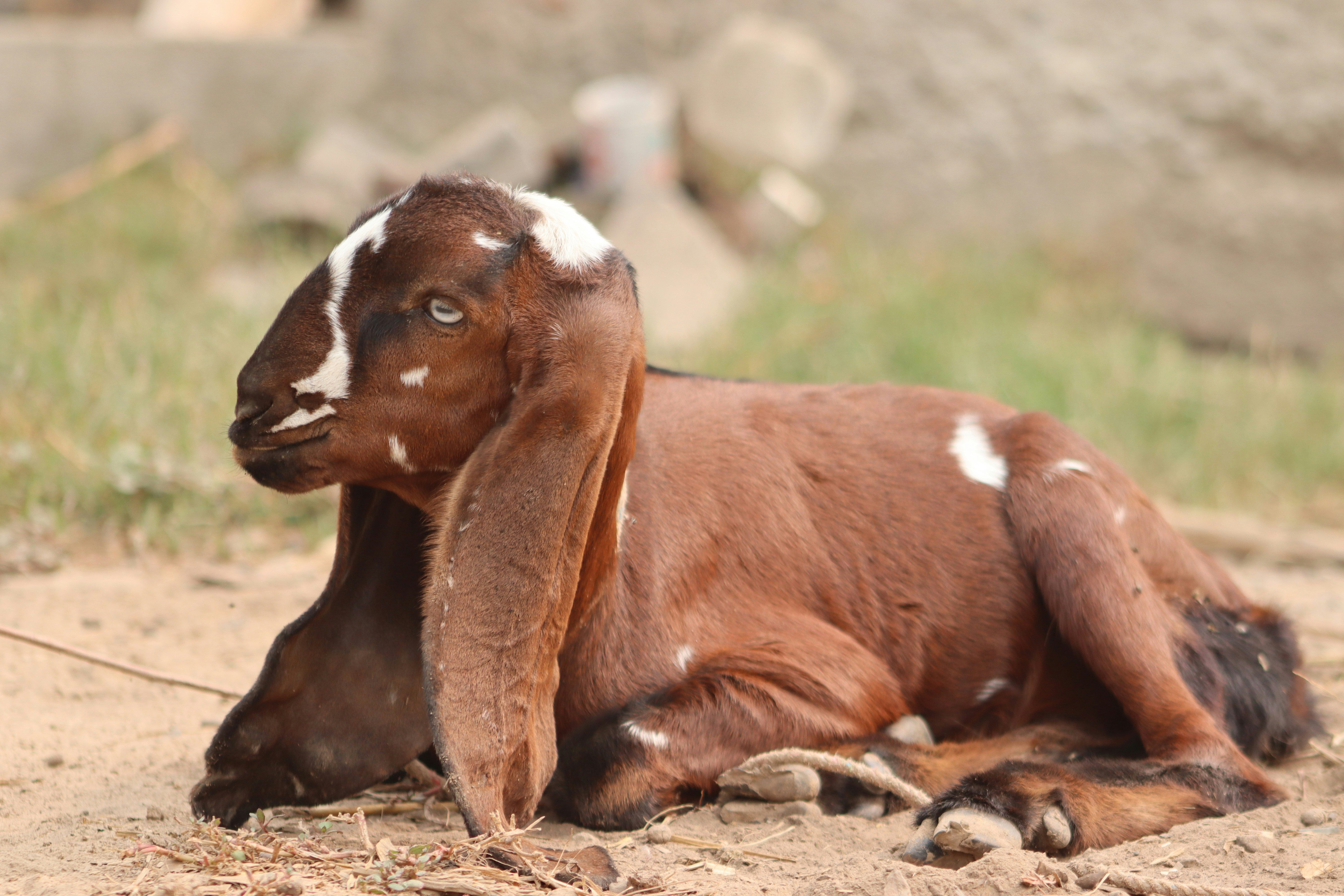Dusty Yard Nap: Brown Goat with White Markings