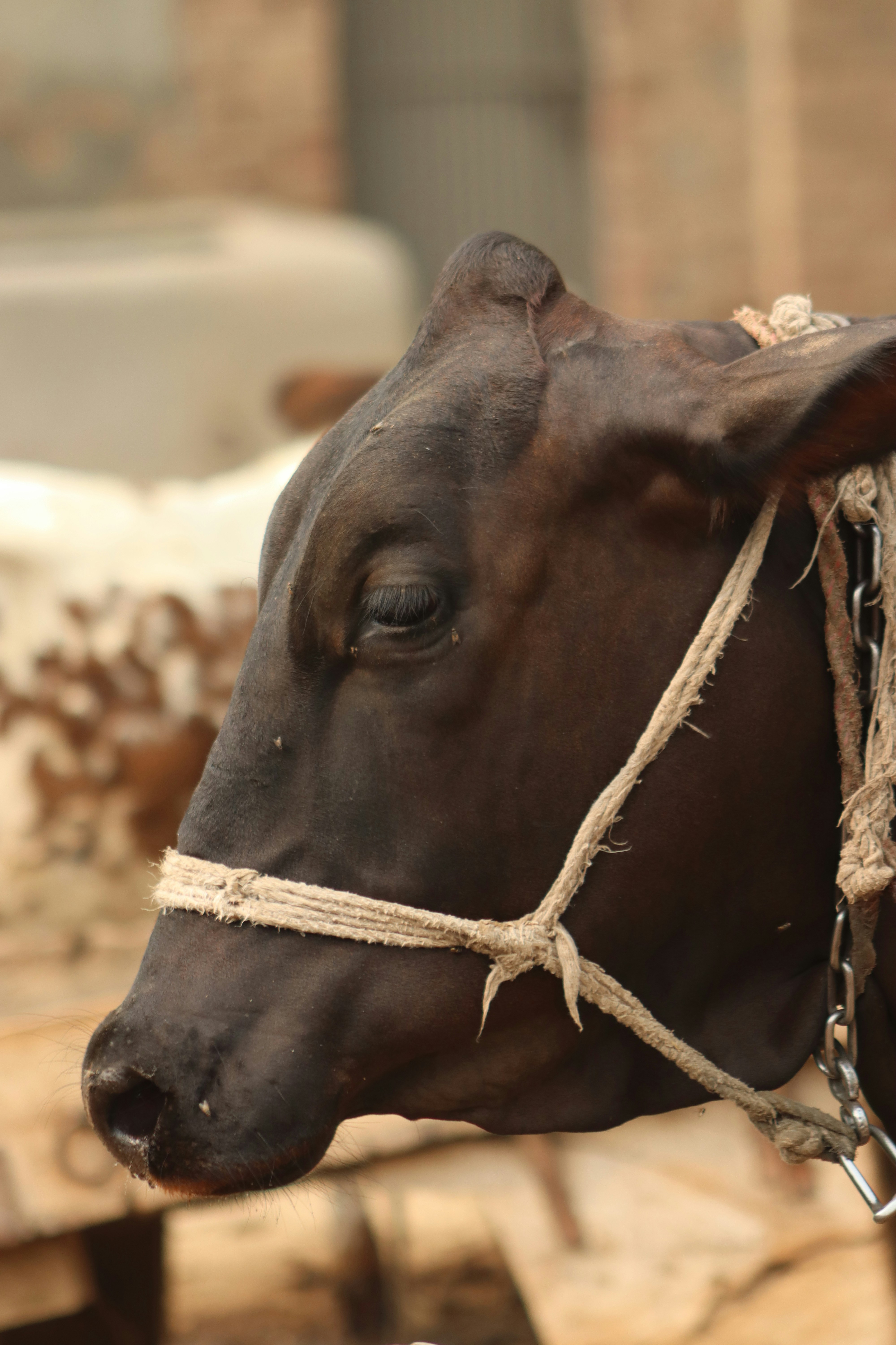 Midpoint of Calm Gaze: A Horse in Focus
