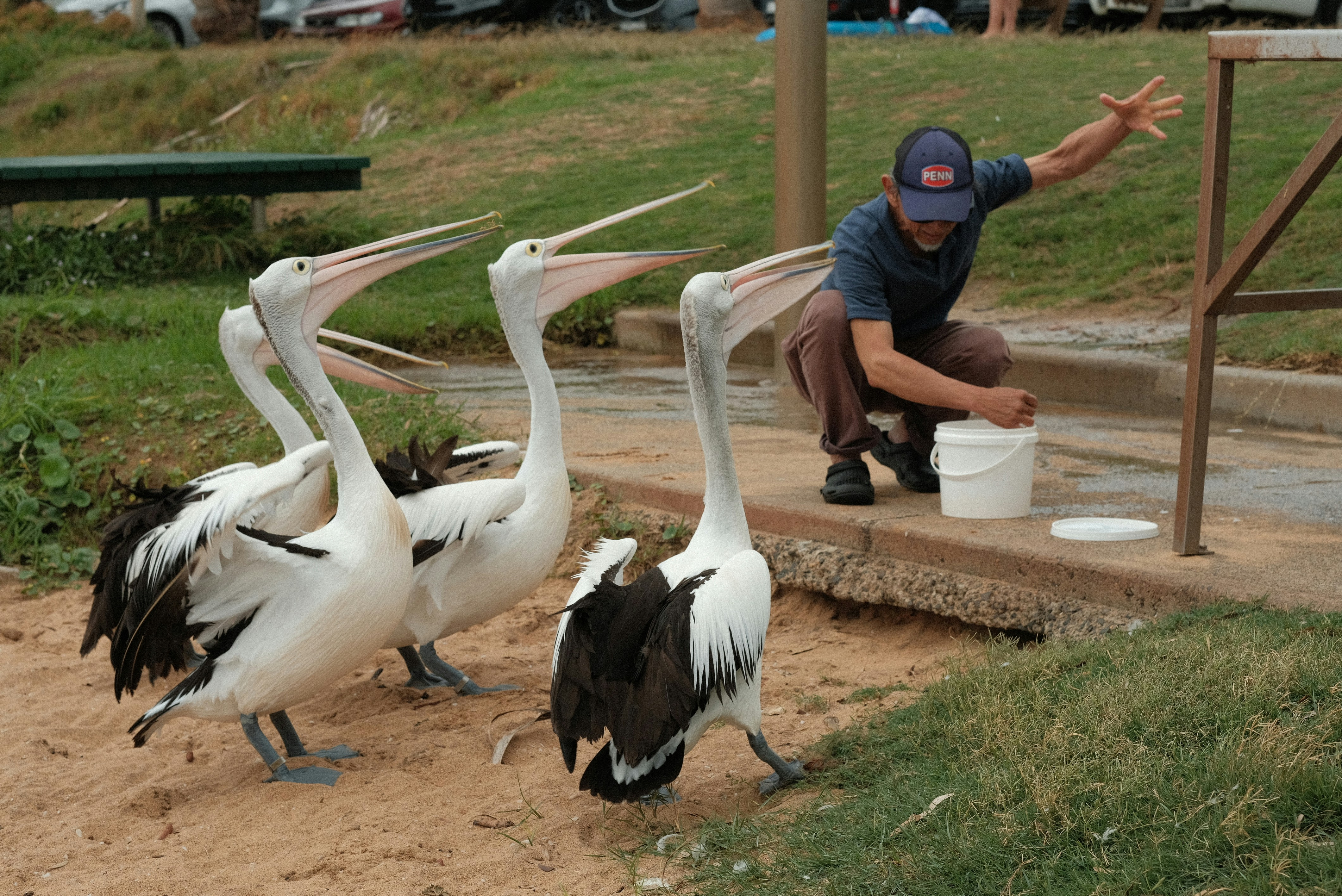 Feeding Time: A Heron Parade at the Park Edge