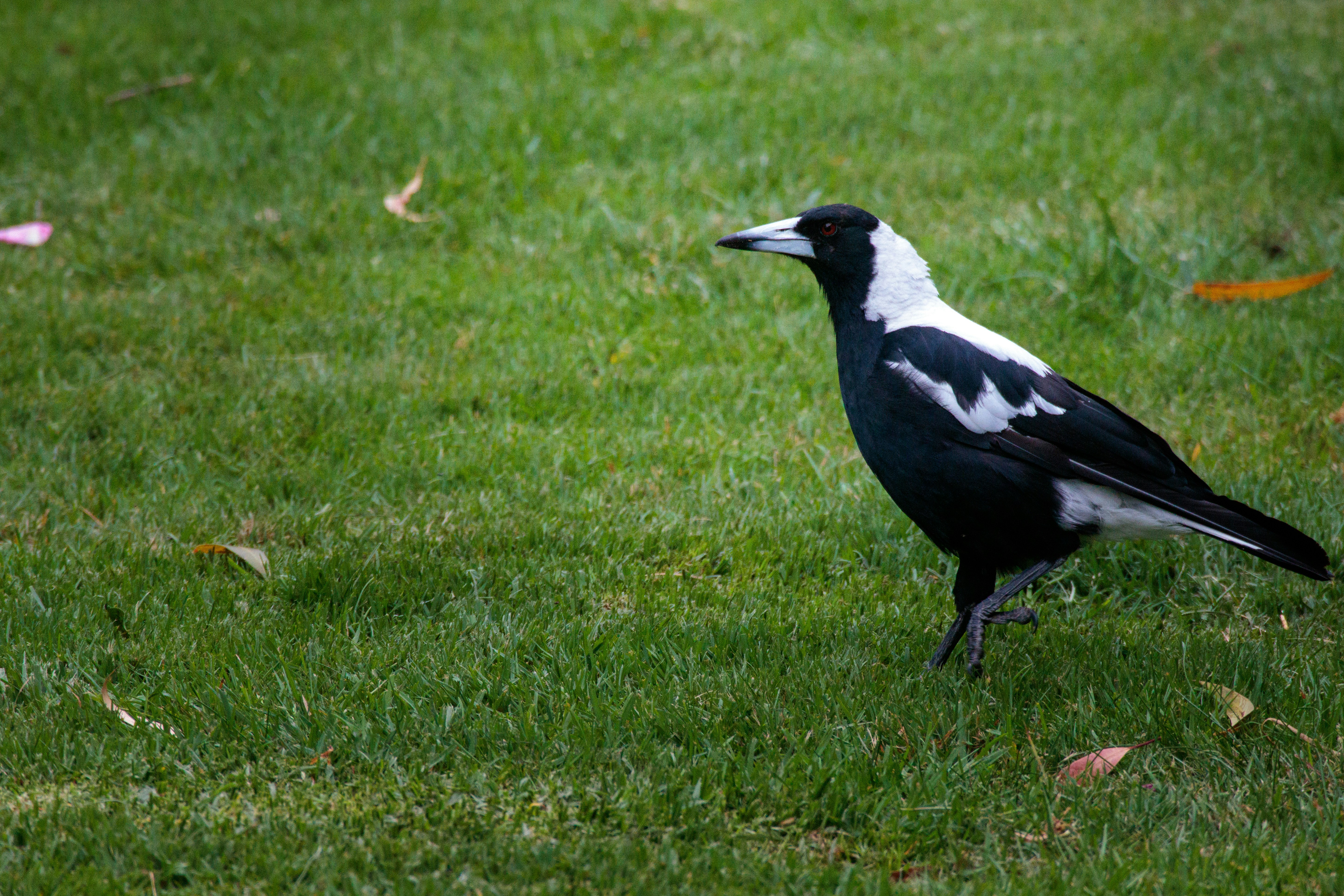 Black-and-white Plume: A Crow in the Park in Late Light
