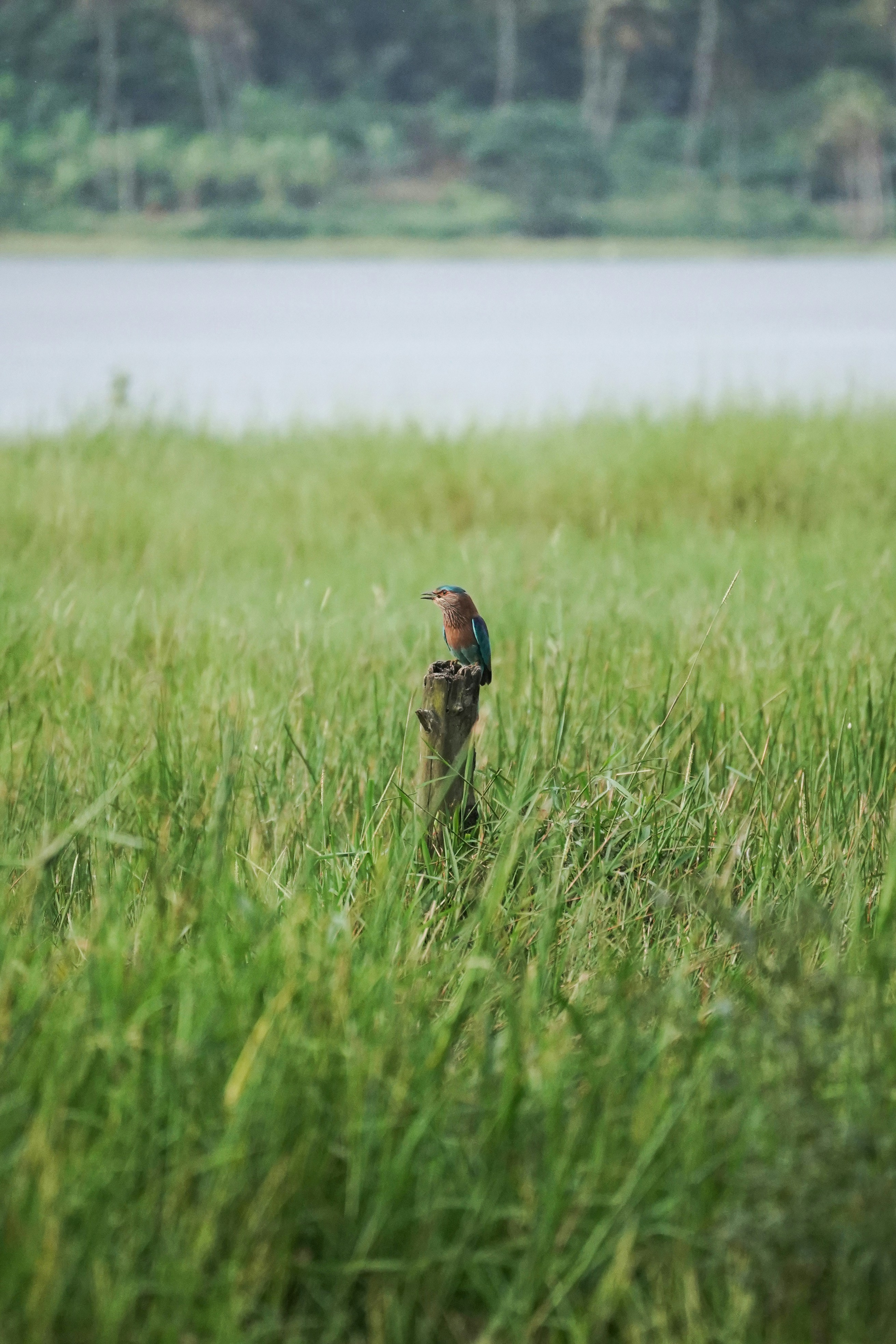 Azure Kingfisher Perched on a Weathered Post in Marsh Grass