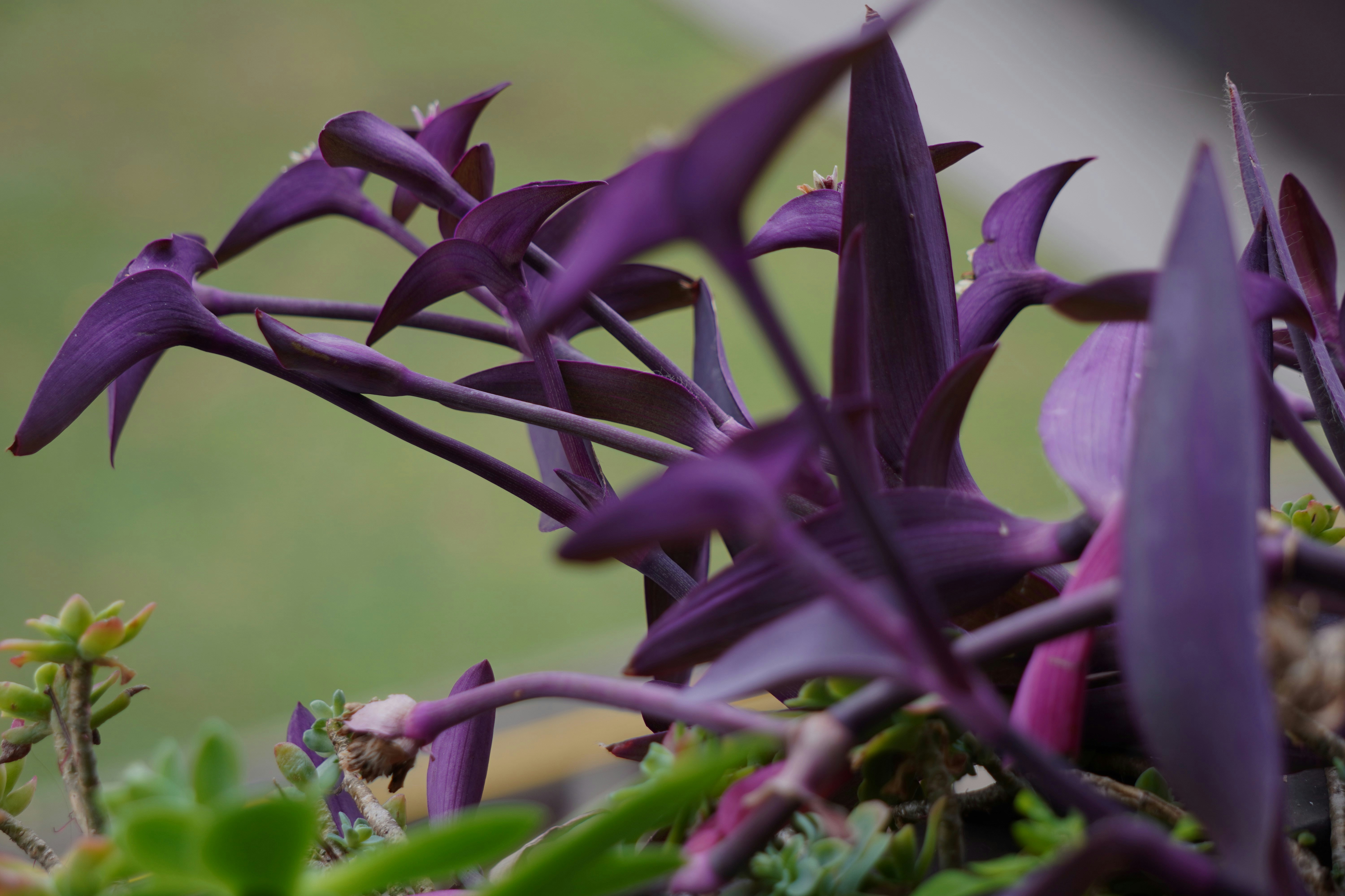 Violet Tendrils: A Macro Portrait of Quiet Purple Foliage