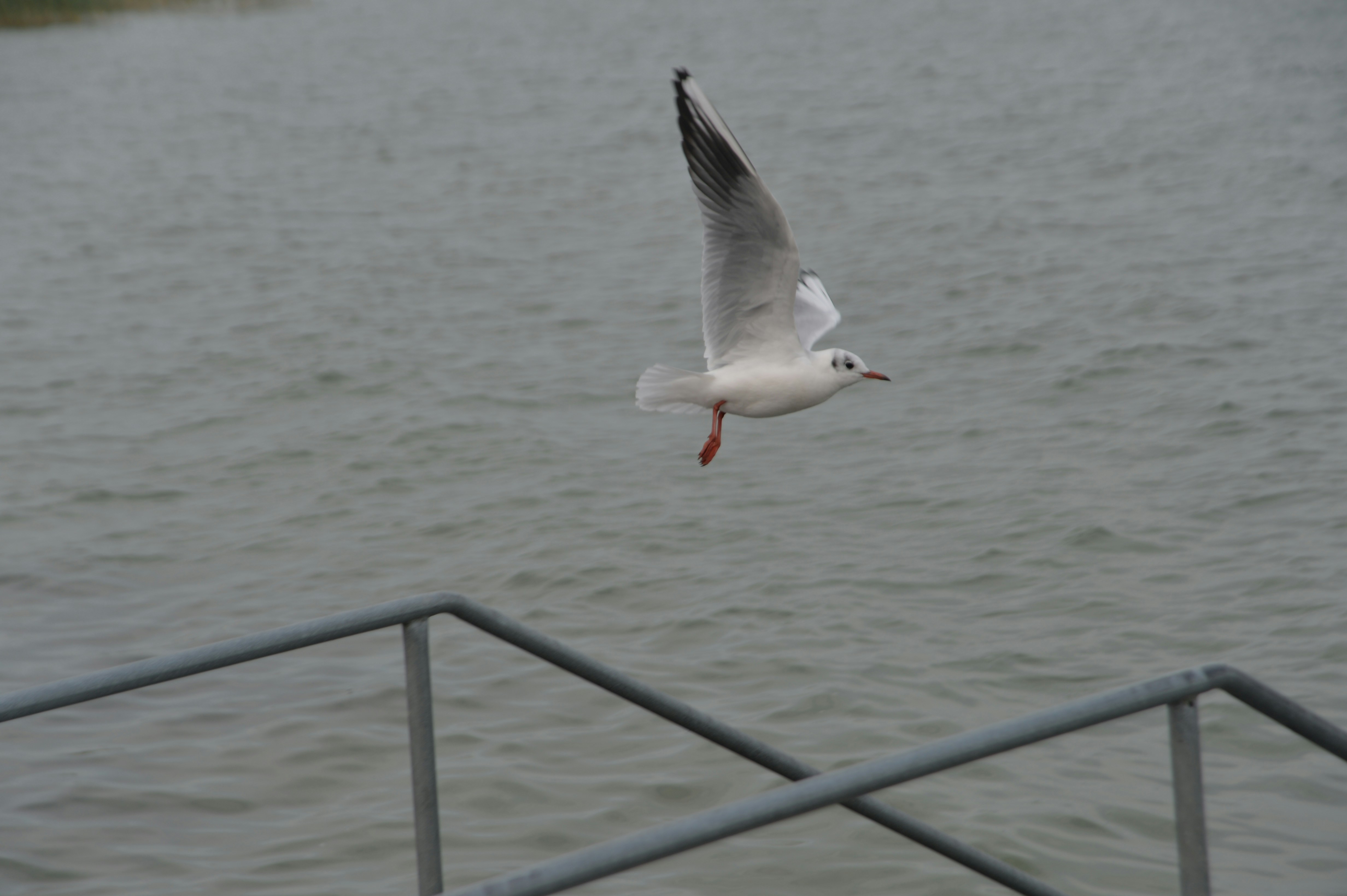 White Gull in Flight Above Calm Waters by Angled Railings