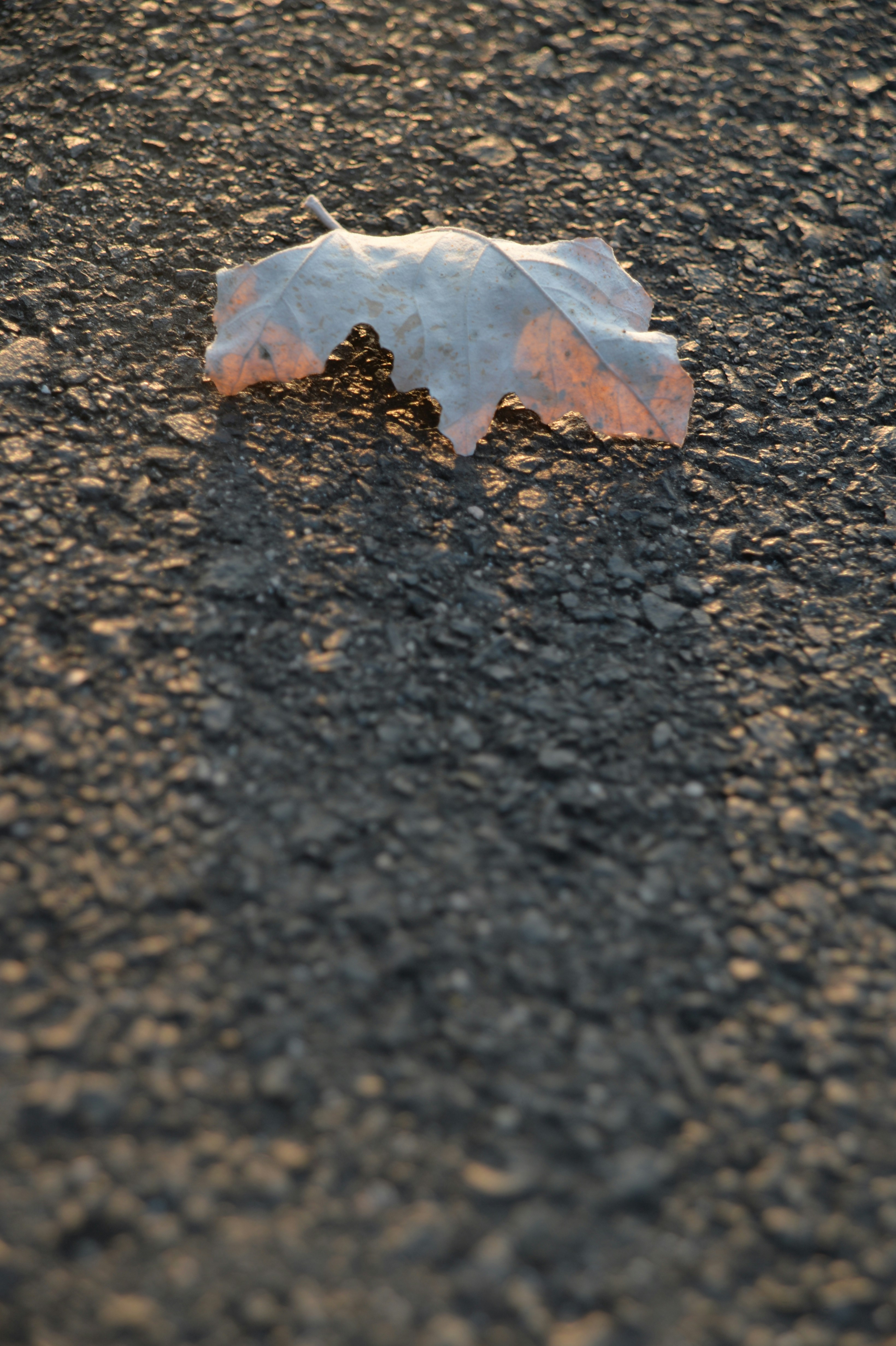 Crinkled Leaf Resting on Sunset-Warmed Asphalt