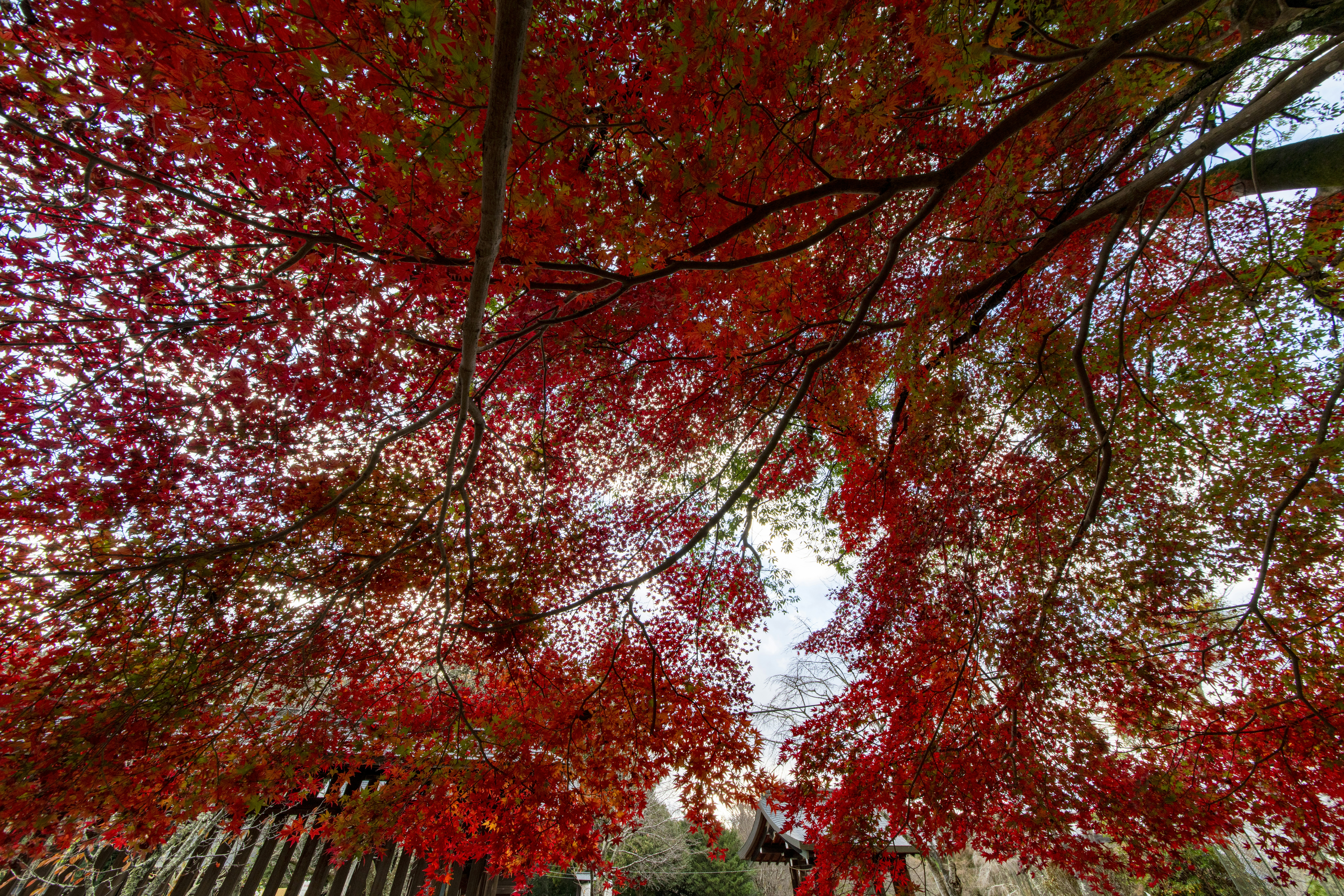 Ruby Canopy Overhead: An Upward View Through Autumn Foliage