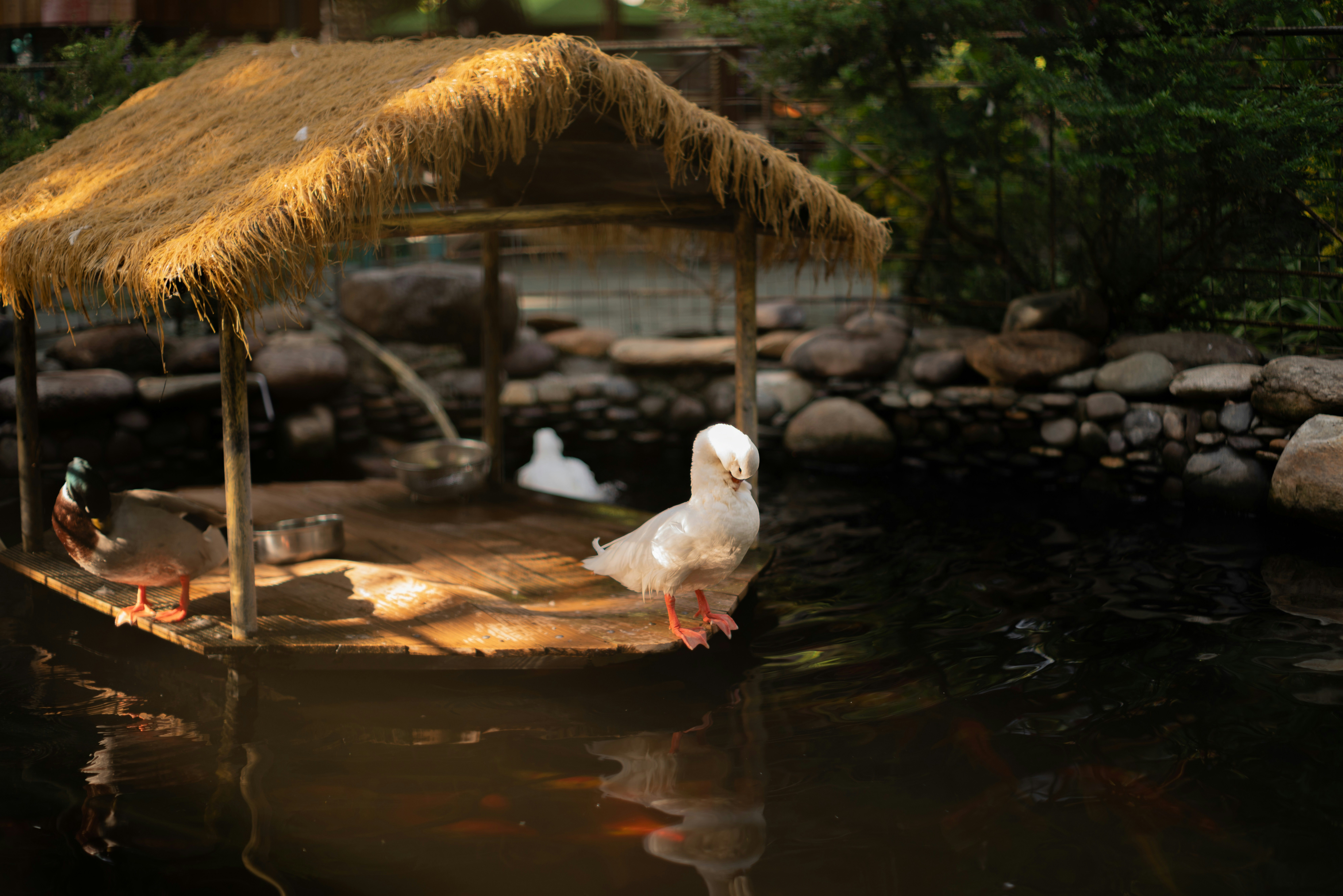 White duck at the water's edge under a thatched shelter
