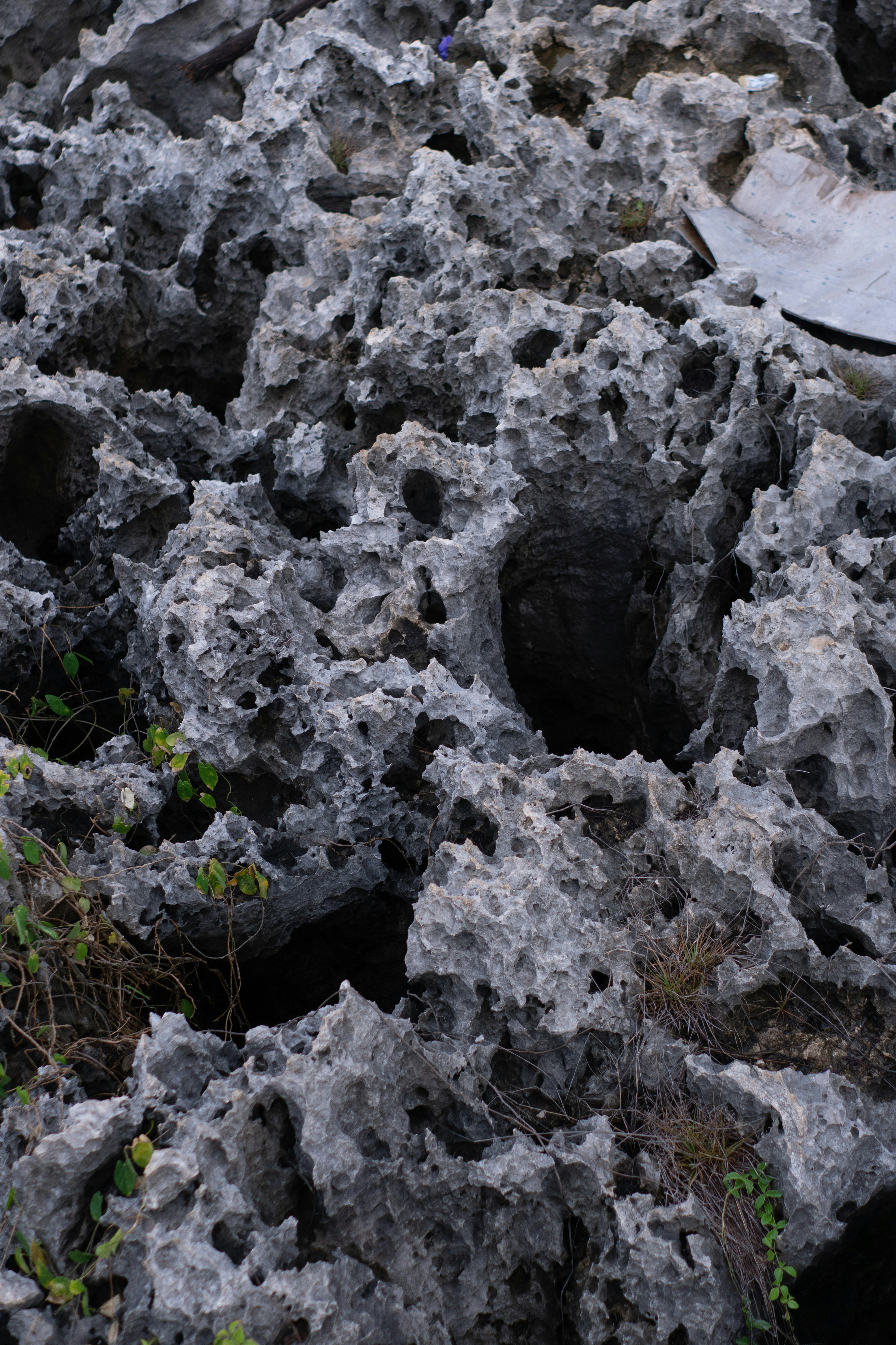 Verdant Veins in a Porous Rock Maze
