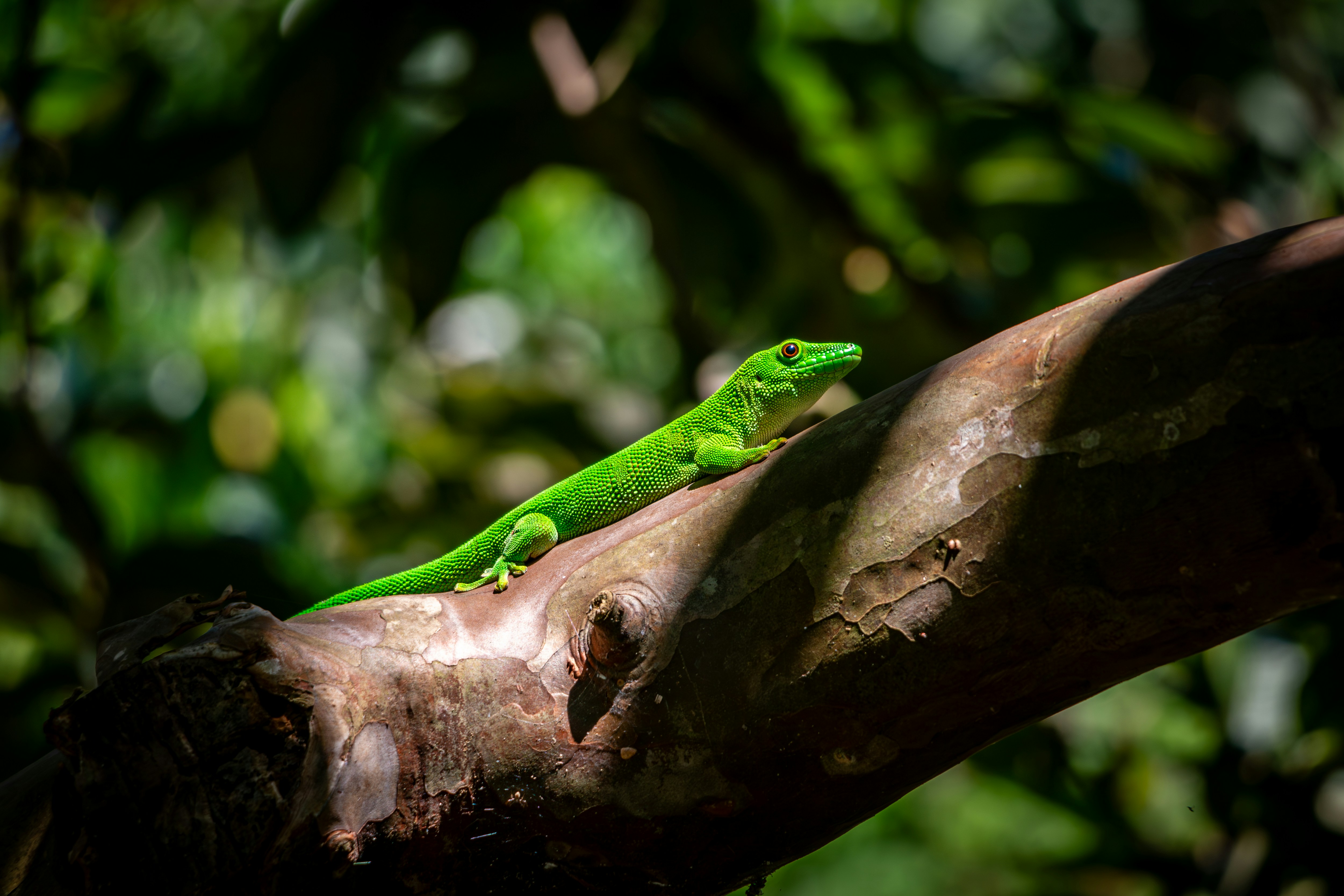 Bright green gecko basking in sunlight on a tree branch amidst lush foliage.