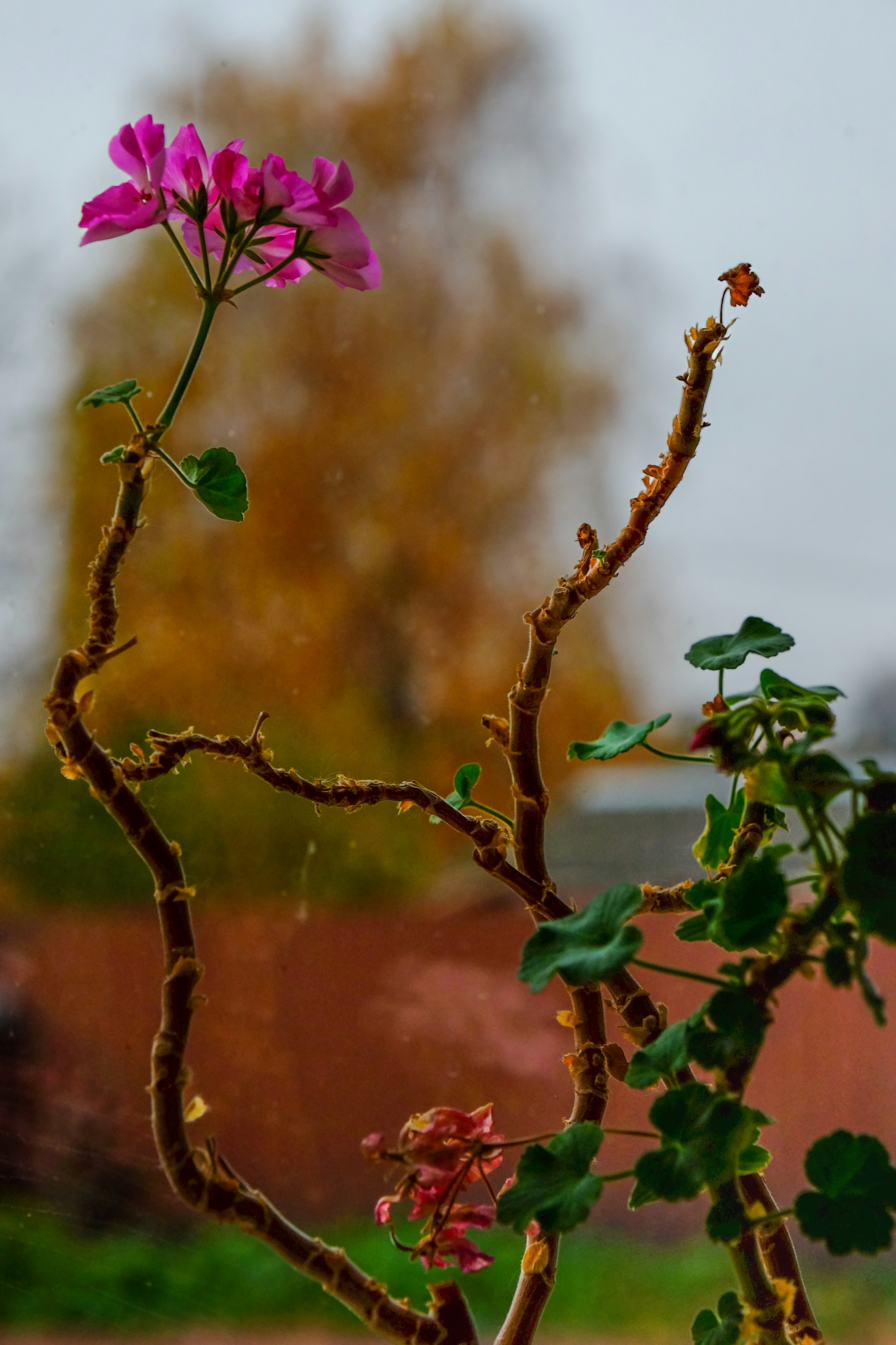 Pink Blooms on Thorned Vines Against a Blurred Autumn Window