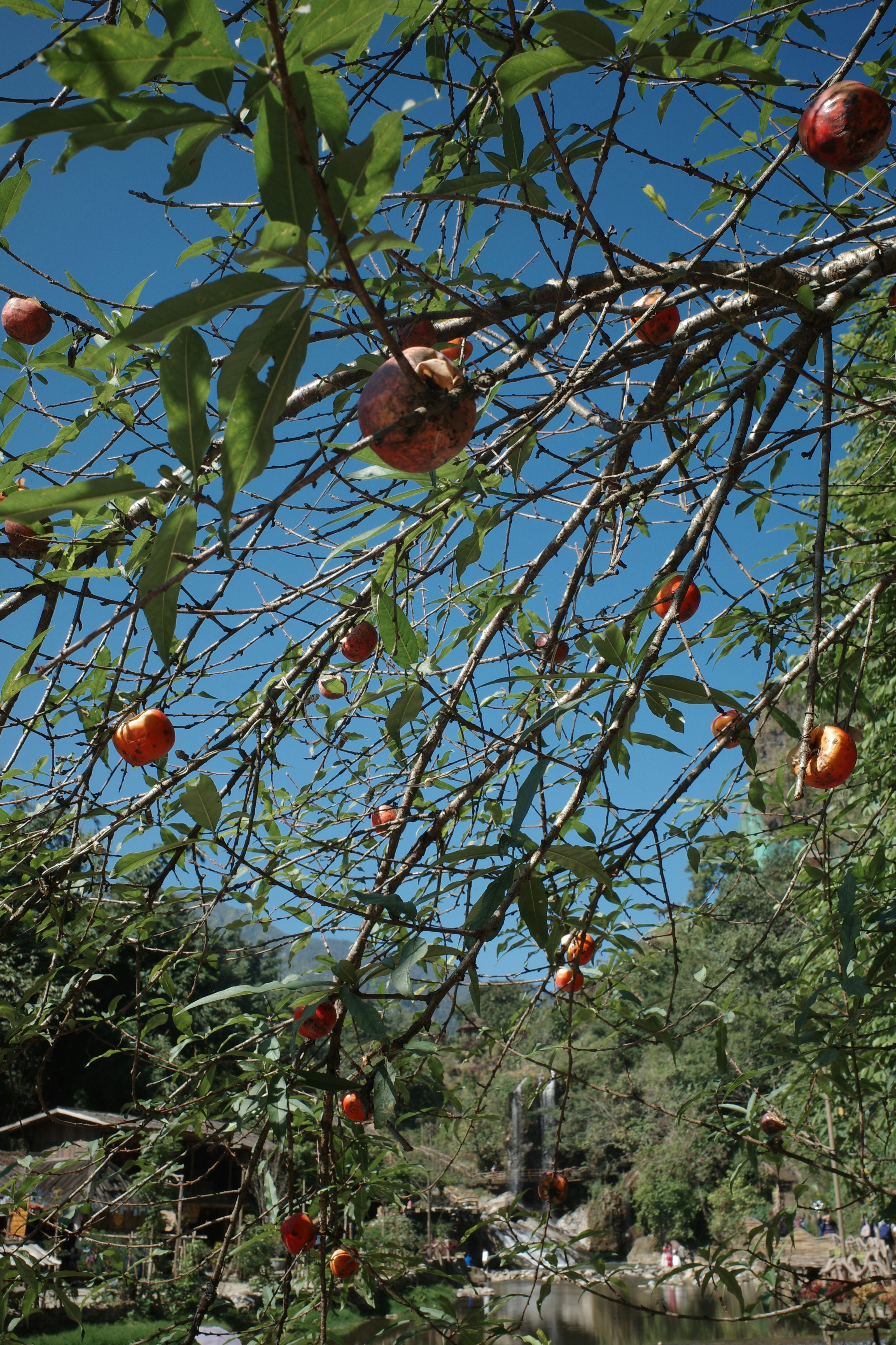 Crimson Persimmons Framing a Blue Sky