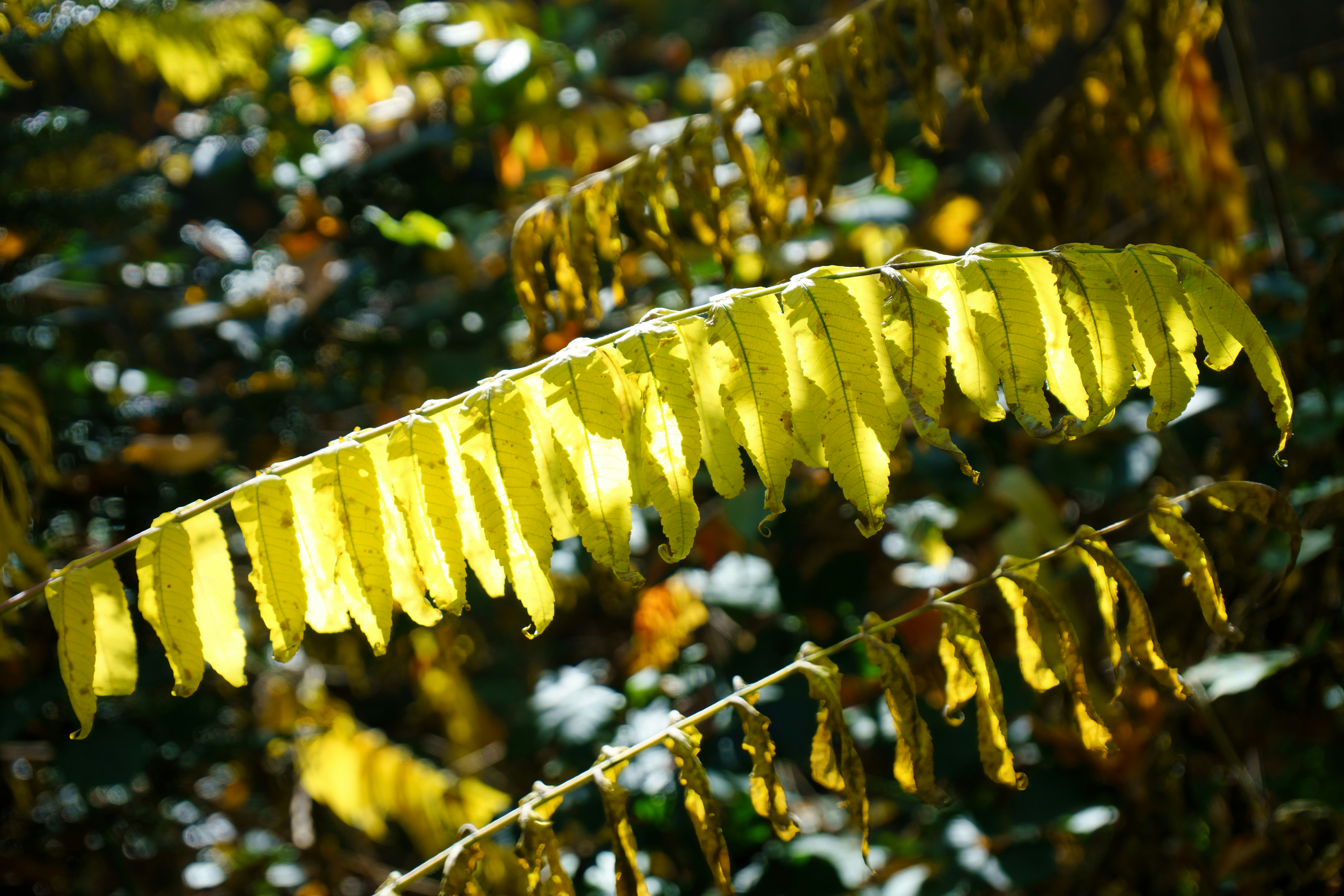 Sunlit Gold on Fern Fronds in a Quiet Forest Understory